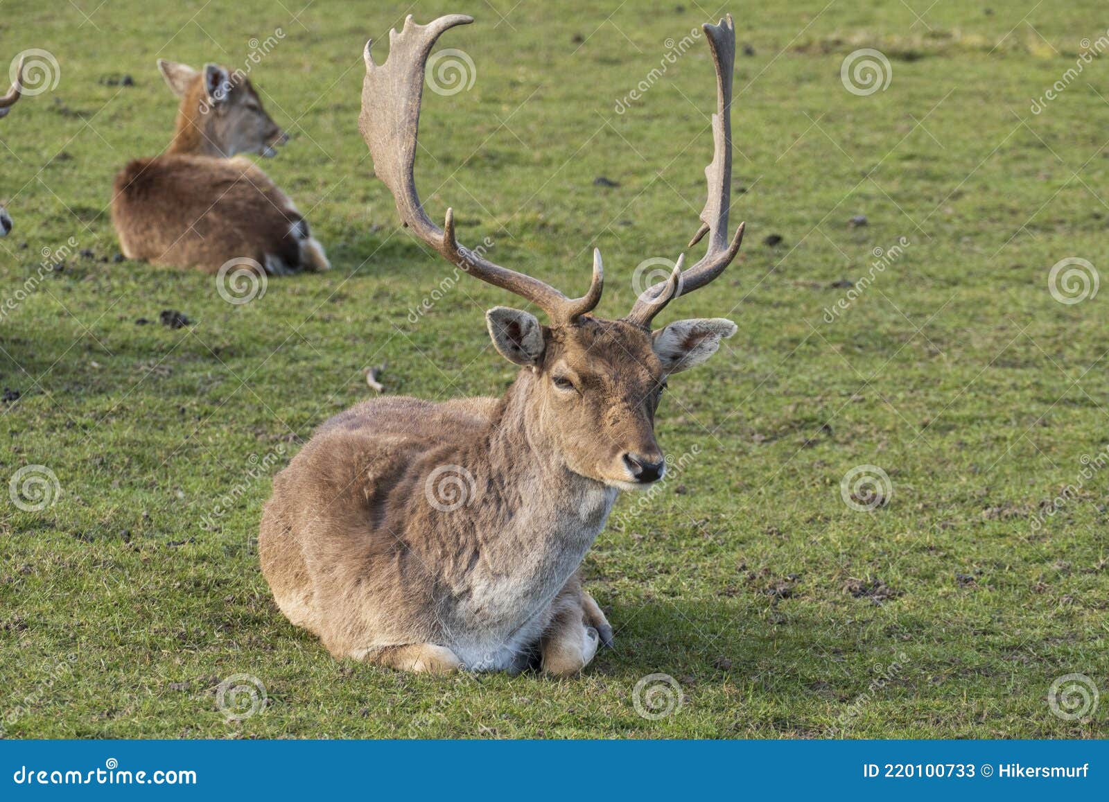 Dam Deer with Bucket Antlers on a Meadow Stock Image - Image of line ...