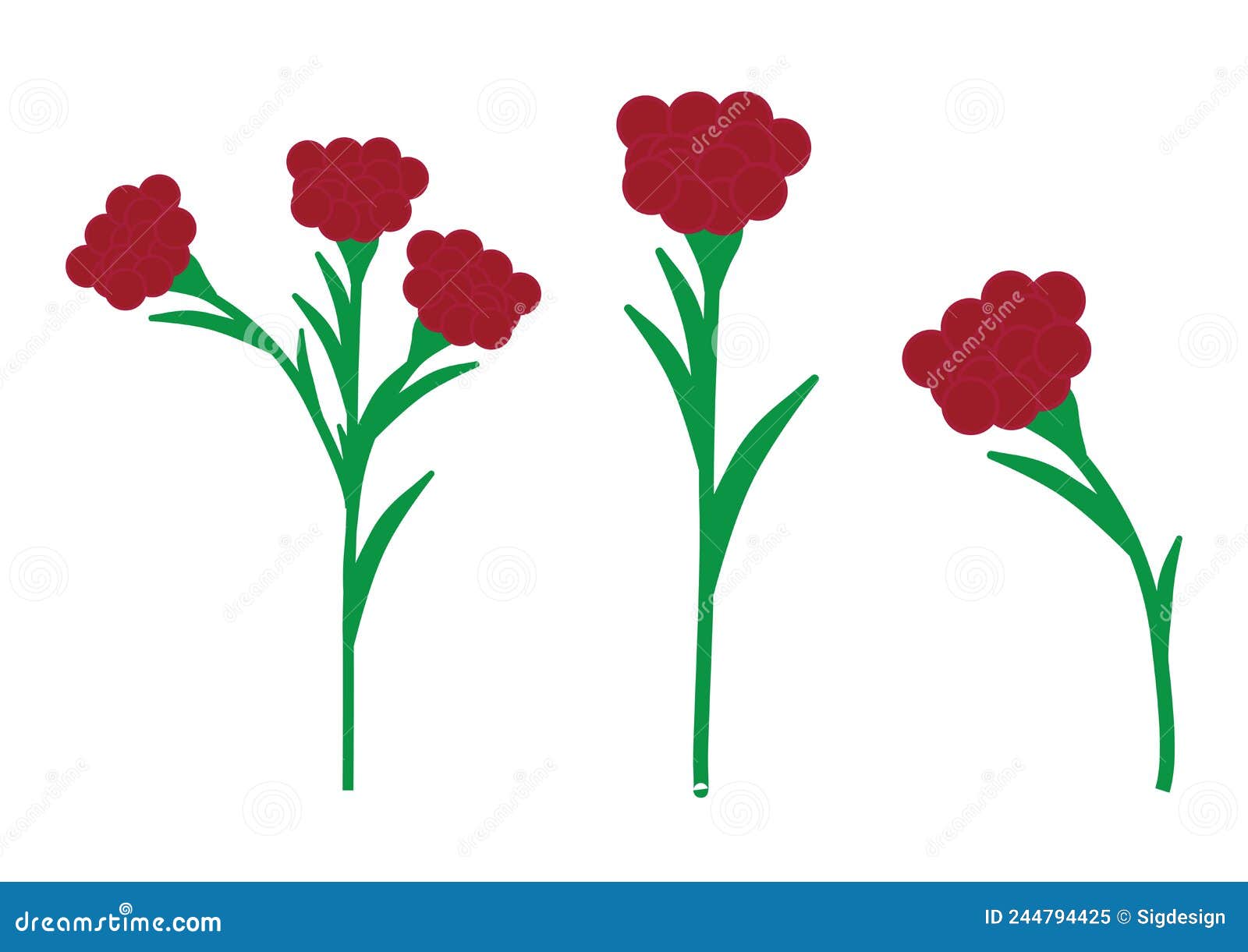 Red Green Dam Hamaccabim Blood of the Maccabees Flower, One of the ...