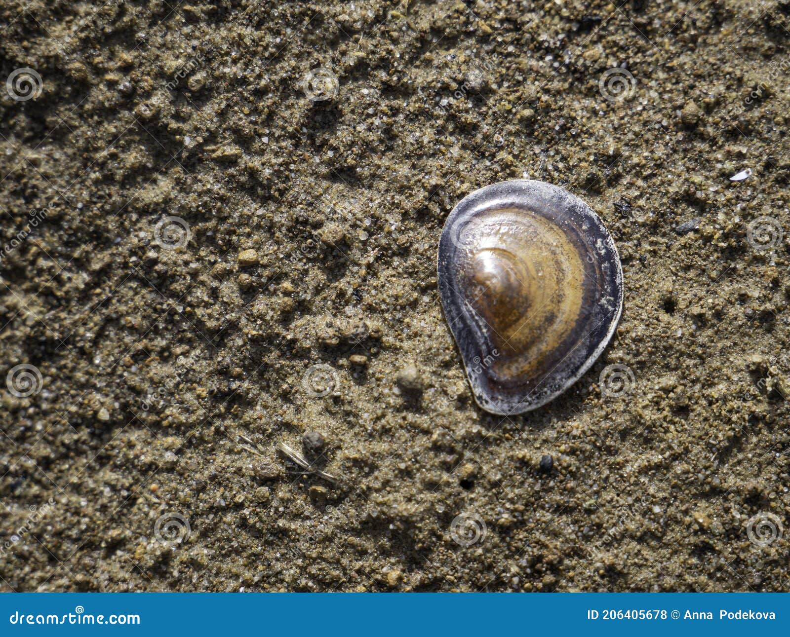 Dam Lake and Shell Mussel Baby. Stock Photo - Image of abundant ...