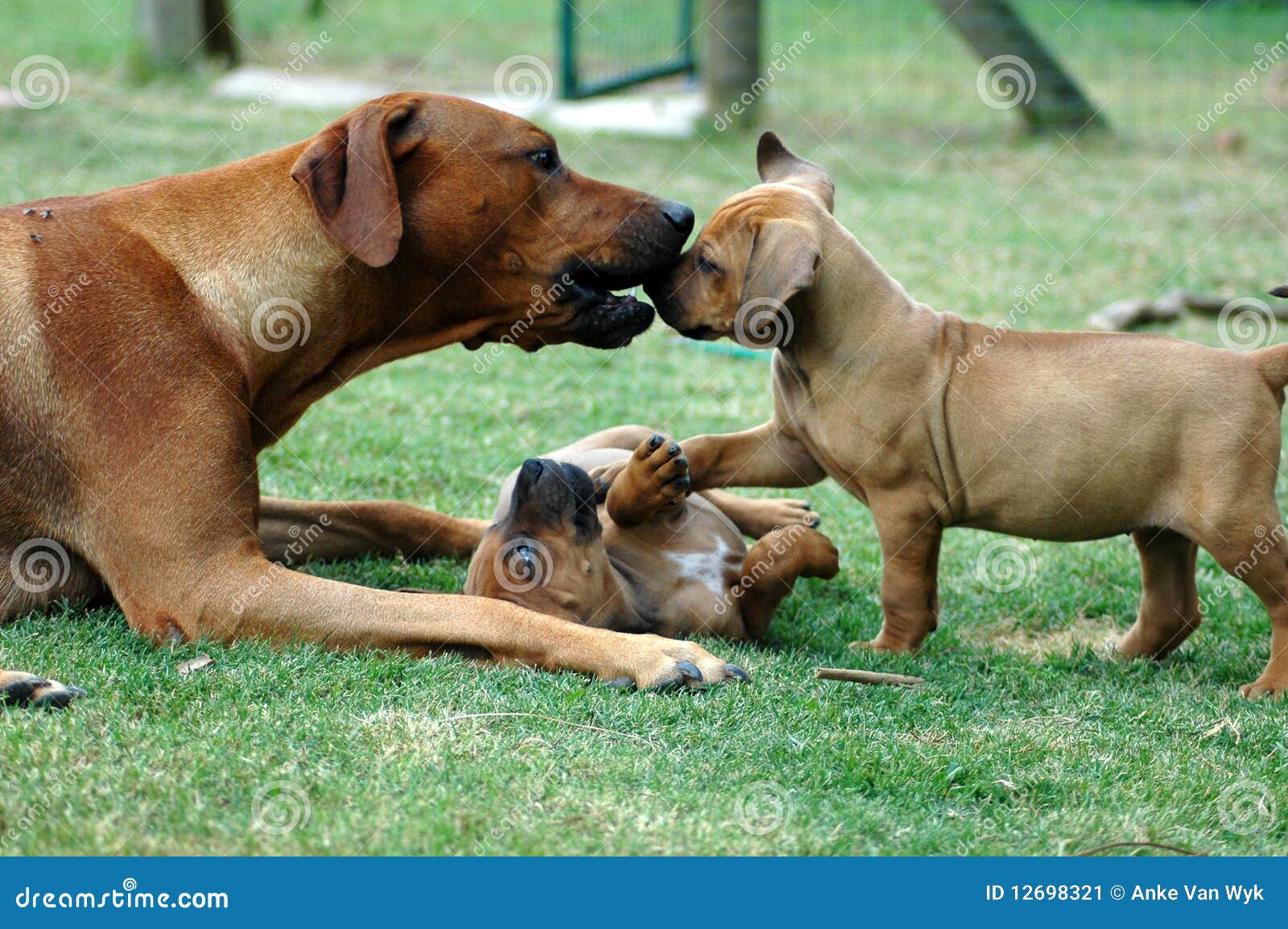 Dam teaching her puppies stock image. Image of educating - 12698321