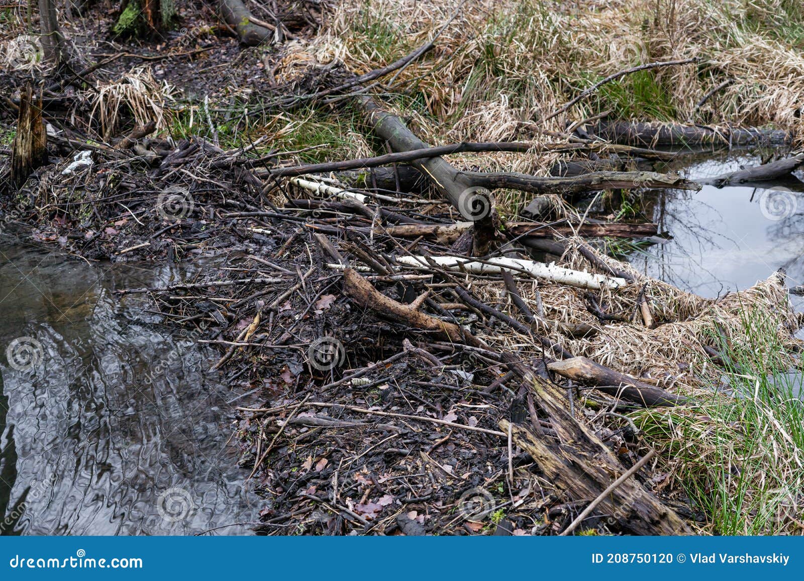 The Dam Was Built by Beavers on a Small Pond of Branches Stock Photo ...