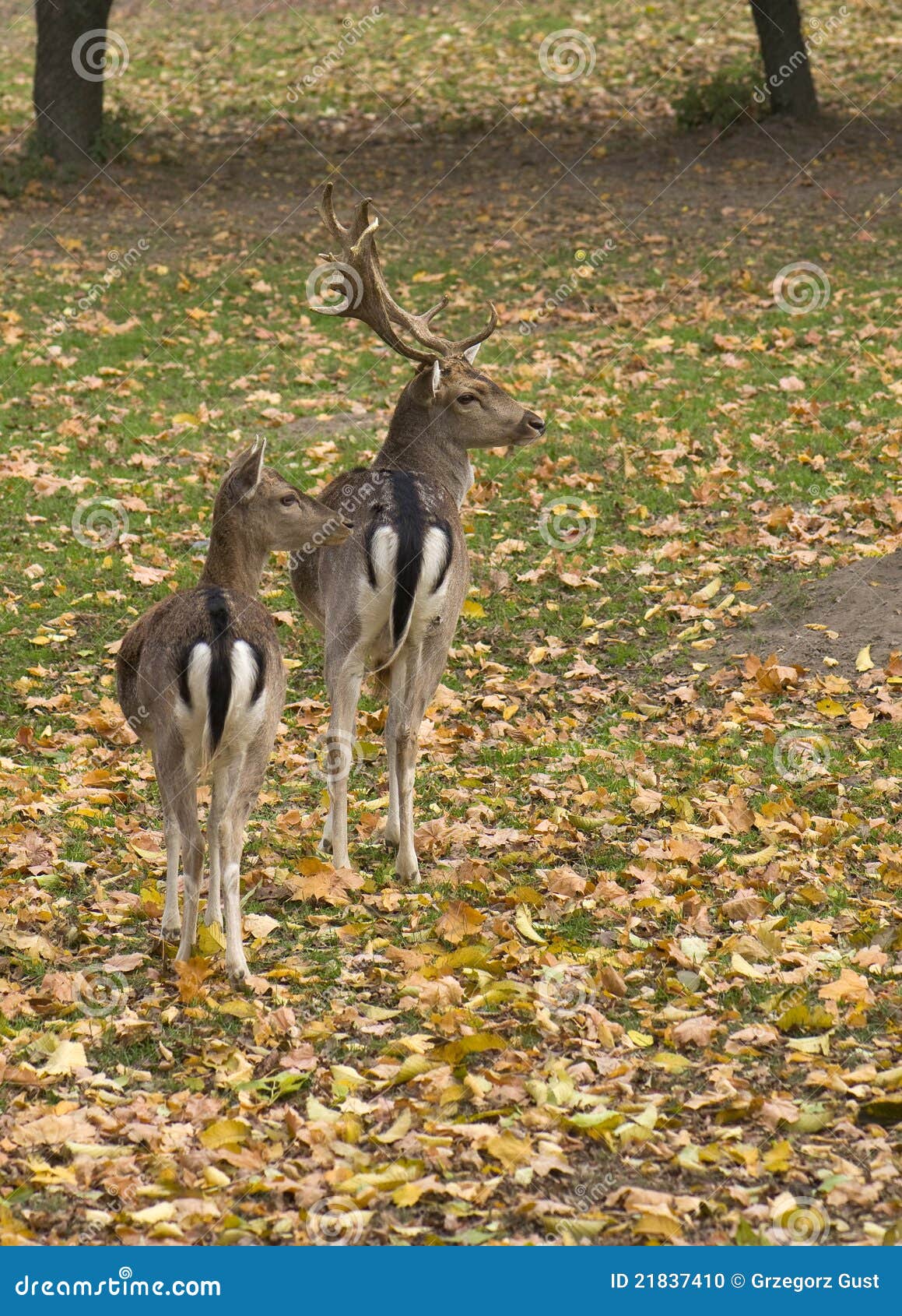 Dama dama stock photo. Image of natural, mammal, ears - 21837410