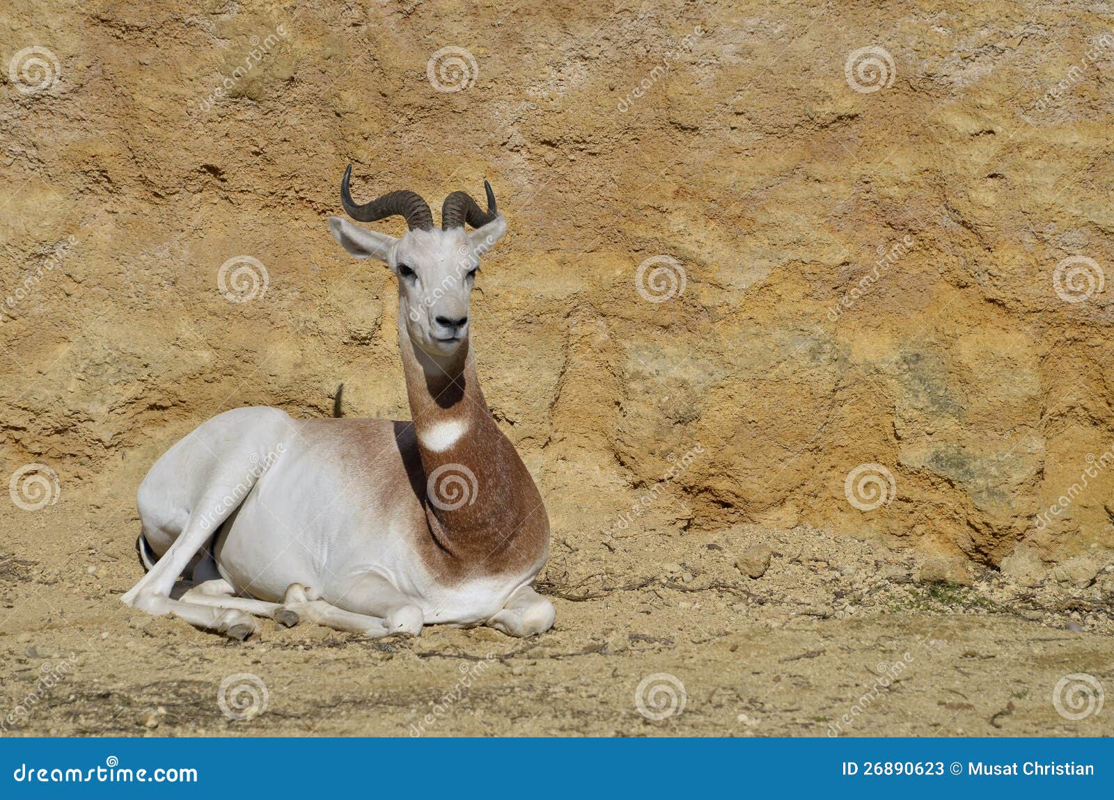 Dama Gazelle Nanger Dama In The Zoo Royalty-Free Stock Photography ...