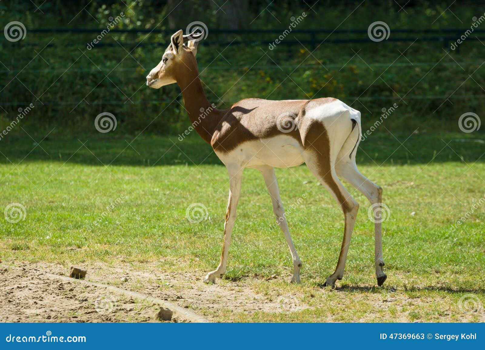 Dama gazelle stock image. Image of mammal, dama, cage - 47369663