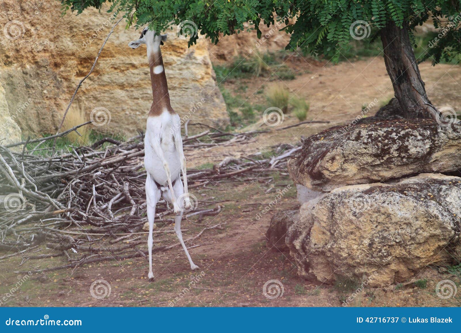 Dama Gazelle Nanger Dama In The Zoo Royalty-Free Stock Photography ...