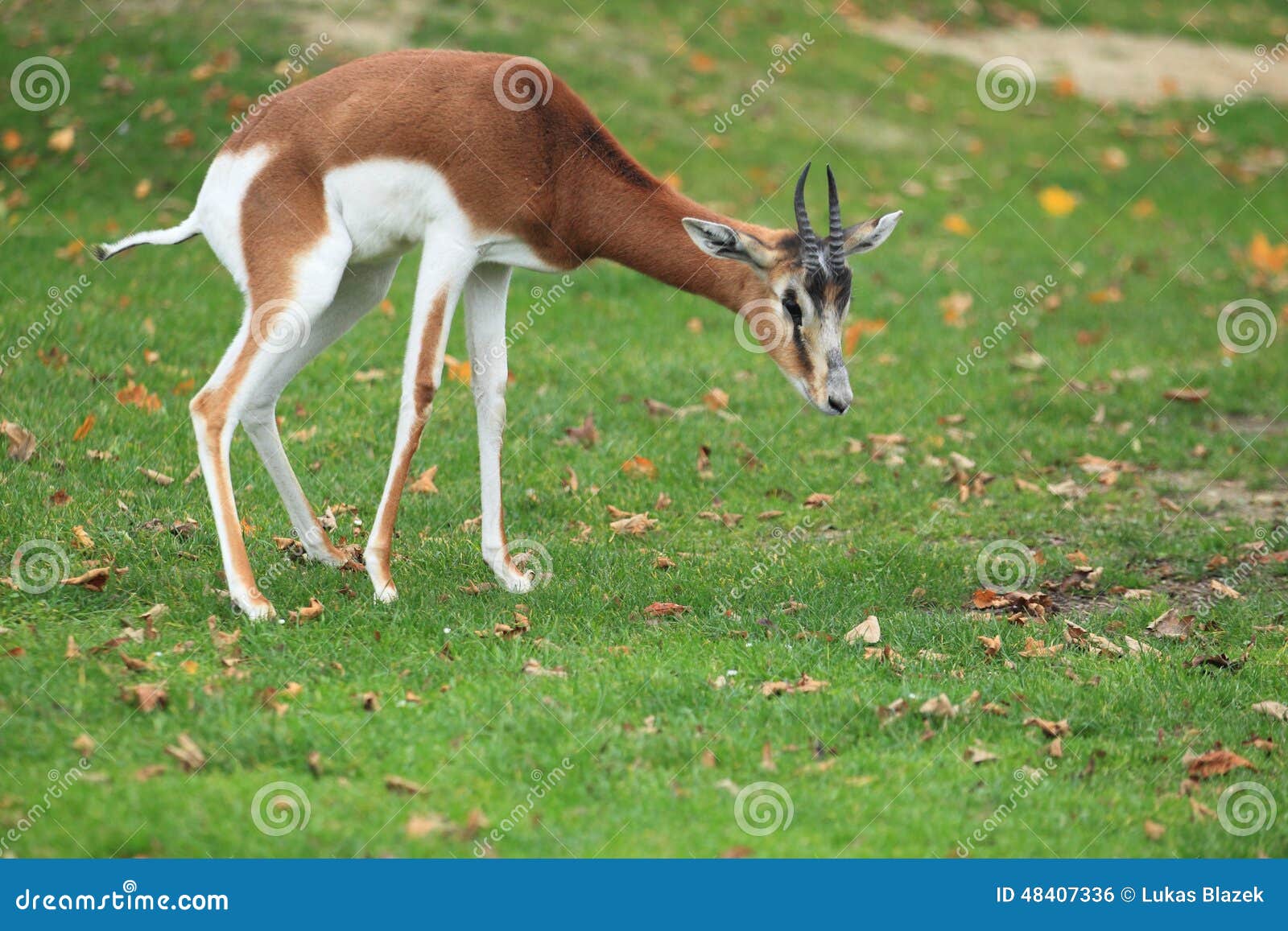 Dama Gazelle Nanger Dama In The Zoo Royalty-Free Stock Photography ...