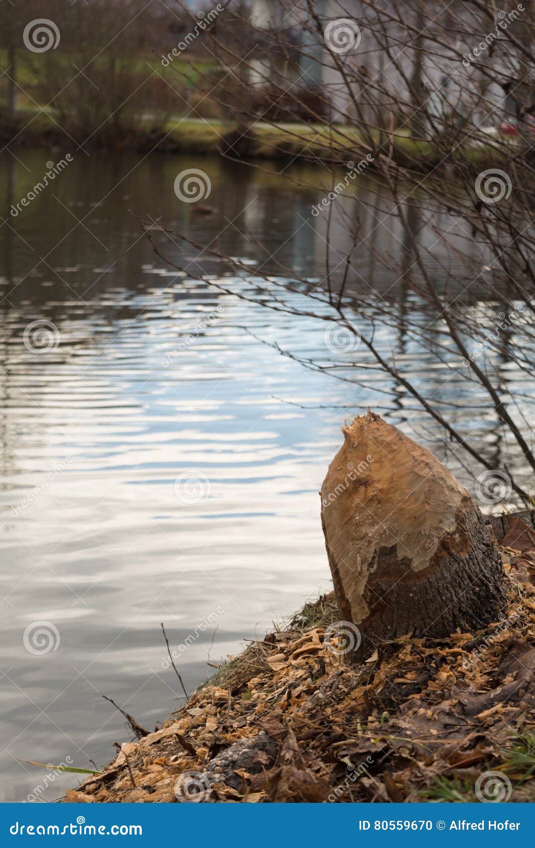 Damage from Beaver - Rejected Tree Trunk Stock Photo - Image of trees ...