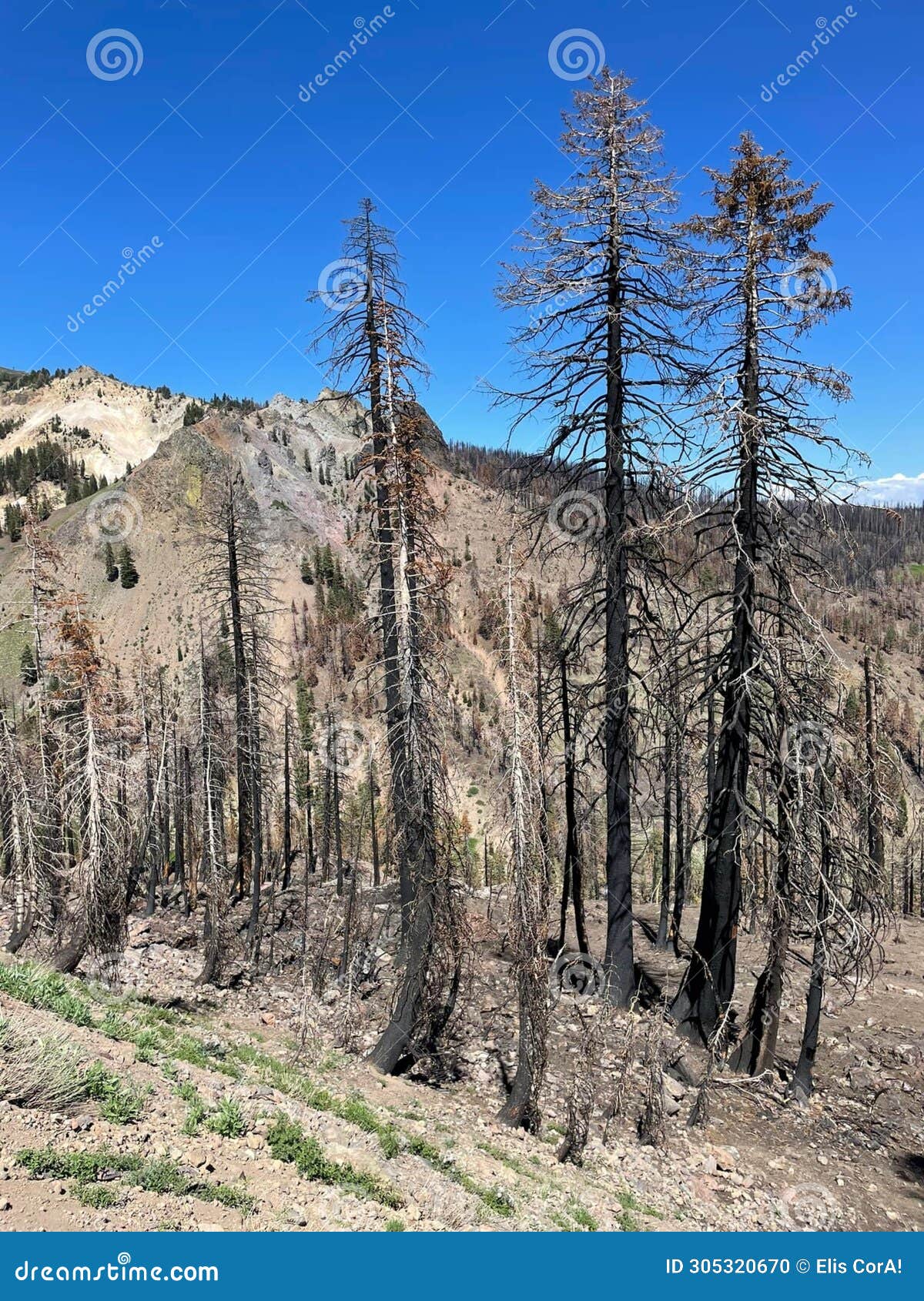 Damage Caused by the 2021 Dixie Fire in Lassen Volcanic National Park ...