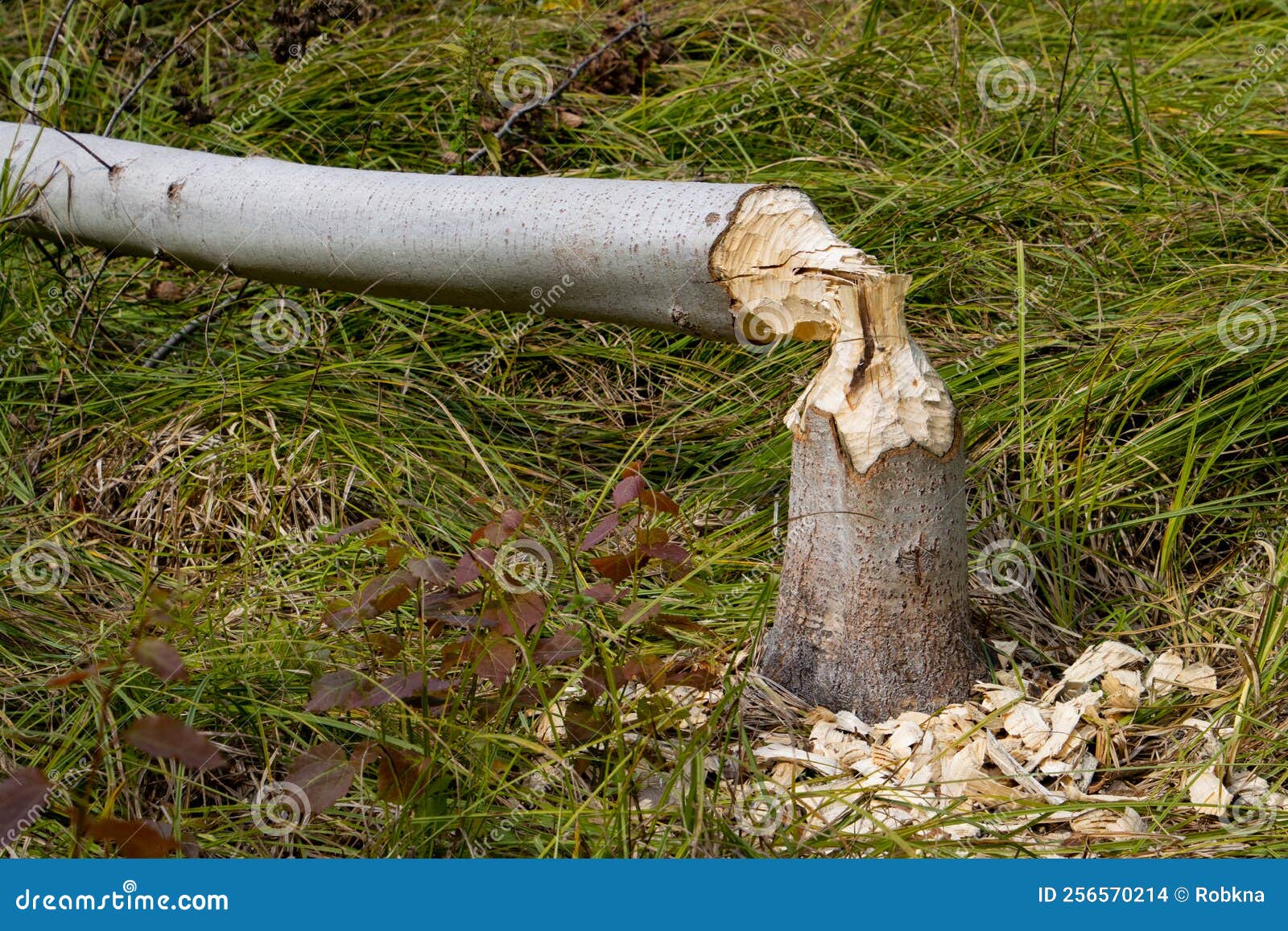 Damage Done by a Beaver To a Tree Trunk Near a River Stock Photo ...