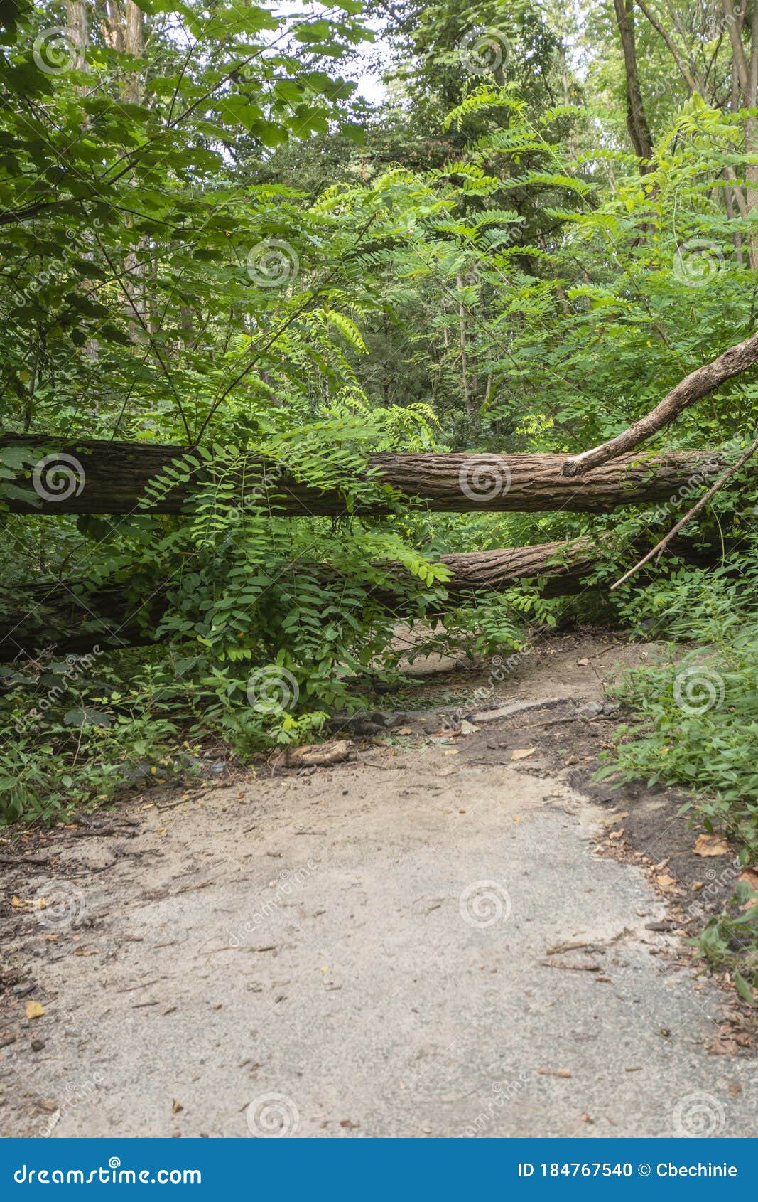 Damage with Fallen Trees Blocking a Path after a Storm in Berlin Stock ...