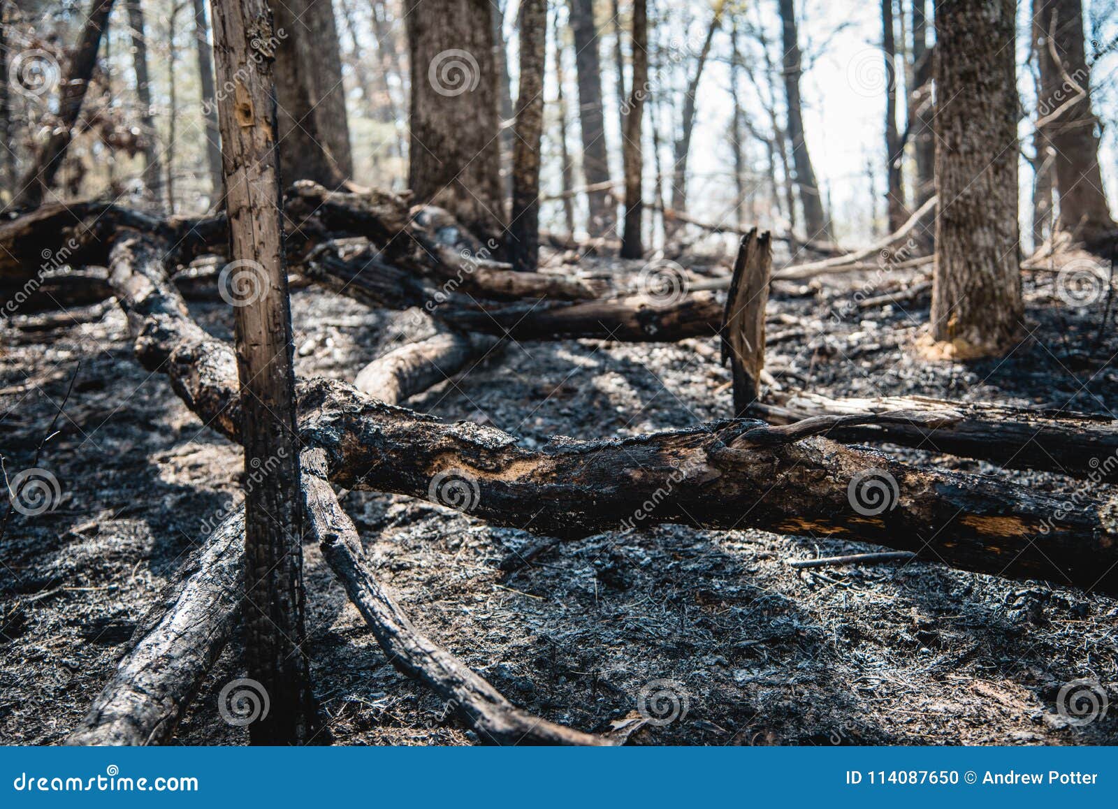Damage from a Forest Fire stock photo. Image of fire - 114087650