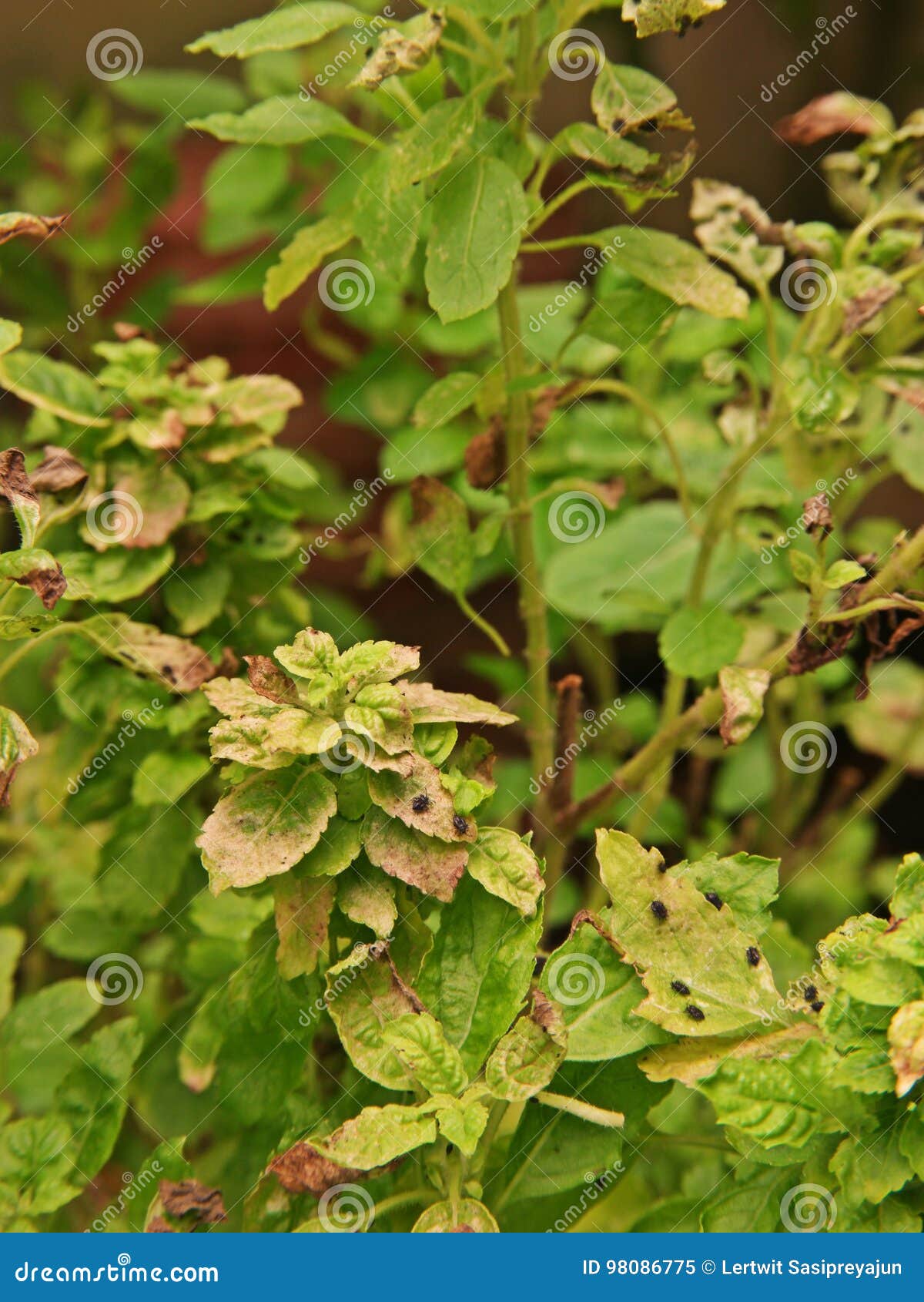 Damage of Holy Basil Leaves from Sucking Insect, Bug Stock Image ...