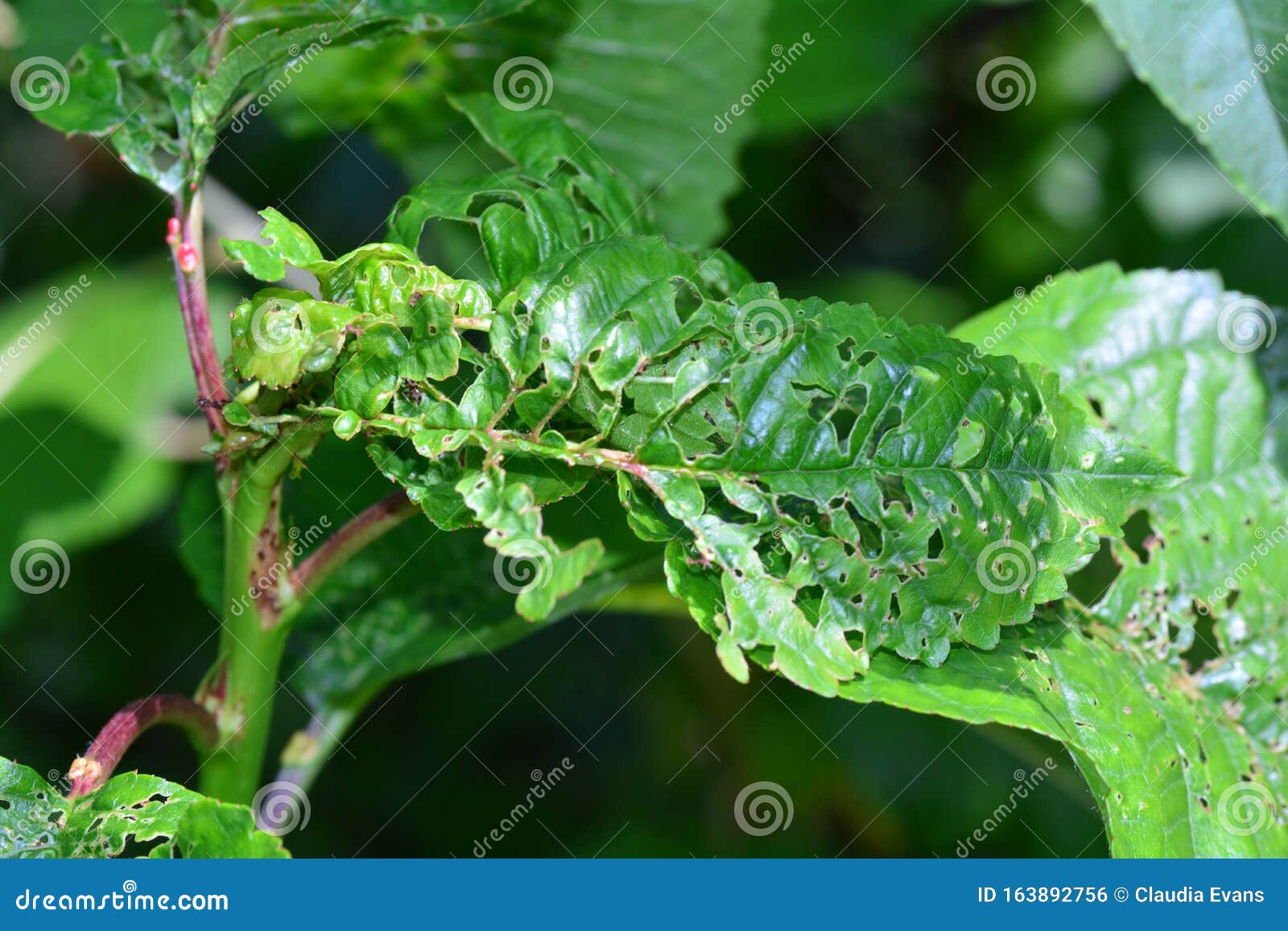Damage from Insects on Green Leaves Stock Photo - Image of pests ...