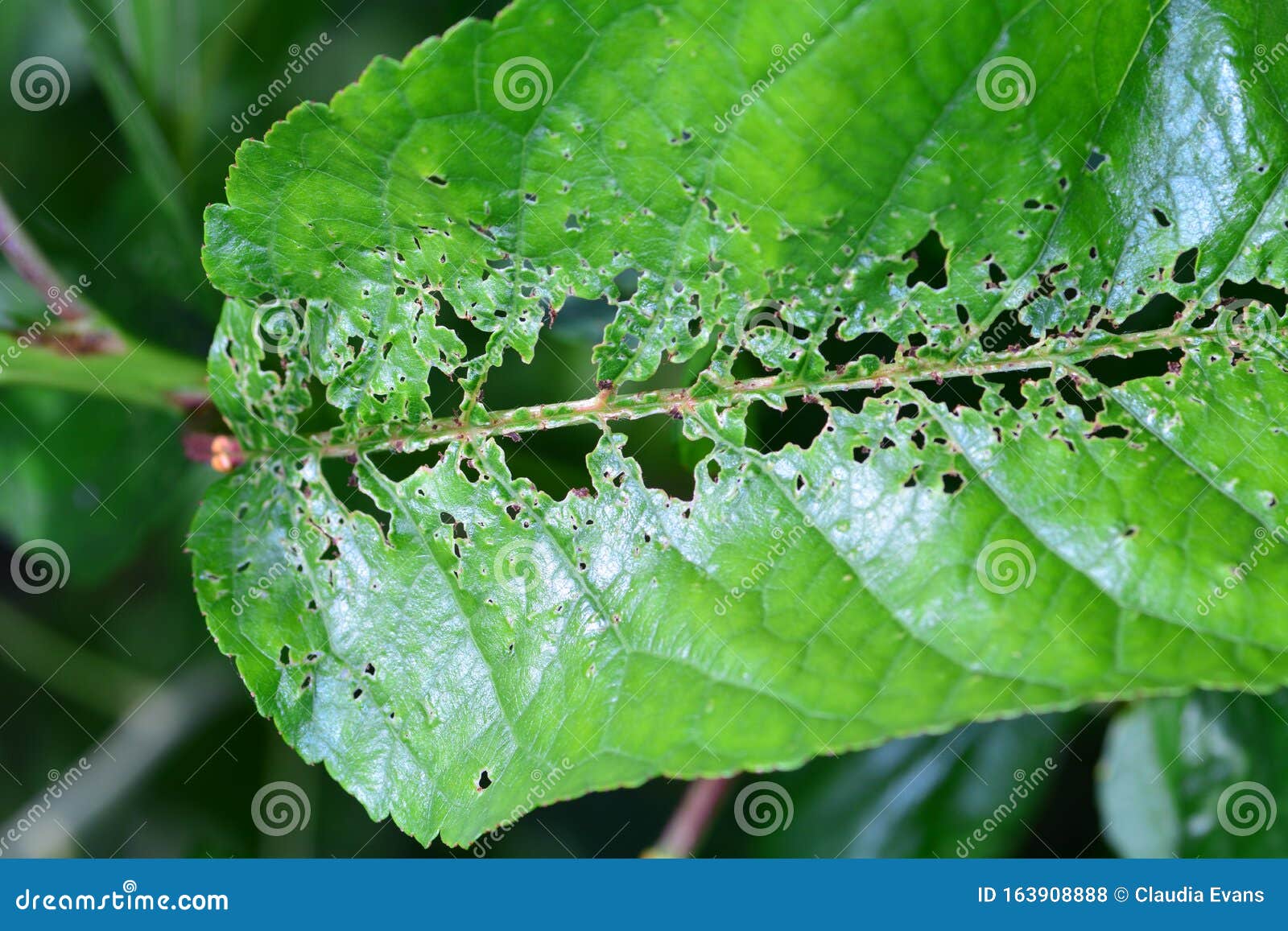 Damage from Insects on Green Leaves Stock Photo - Image of traces ...