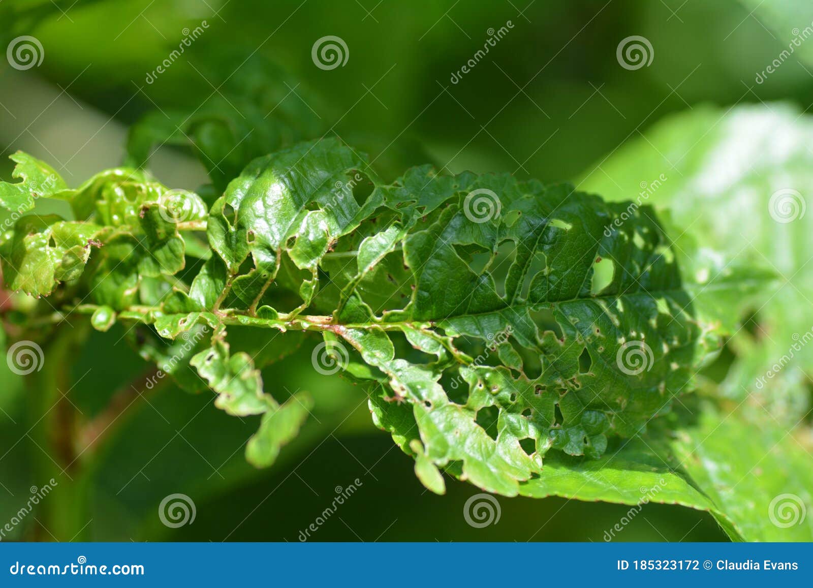 Damage from Insects on Green Leaves Stock Photo - Image of tree, cherry ...