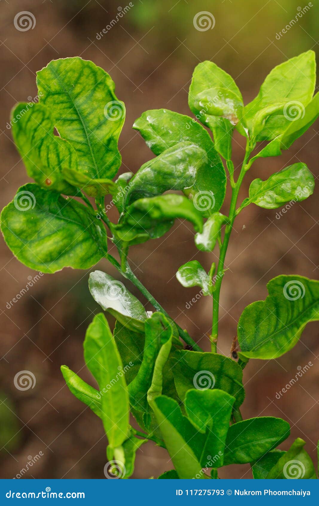 Citrus Infested By Pests Stock Photo | CartoonDealer.com #24192402