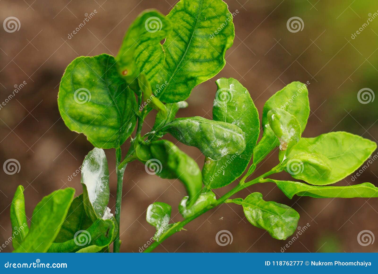 Damage Marked of Citrus Mealybug Insect Pest on Lime Leaf Stock Image ...