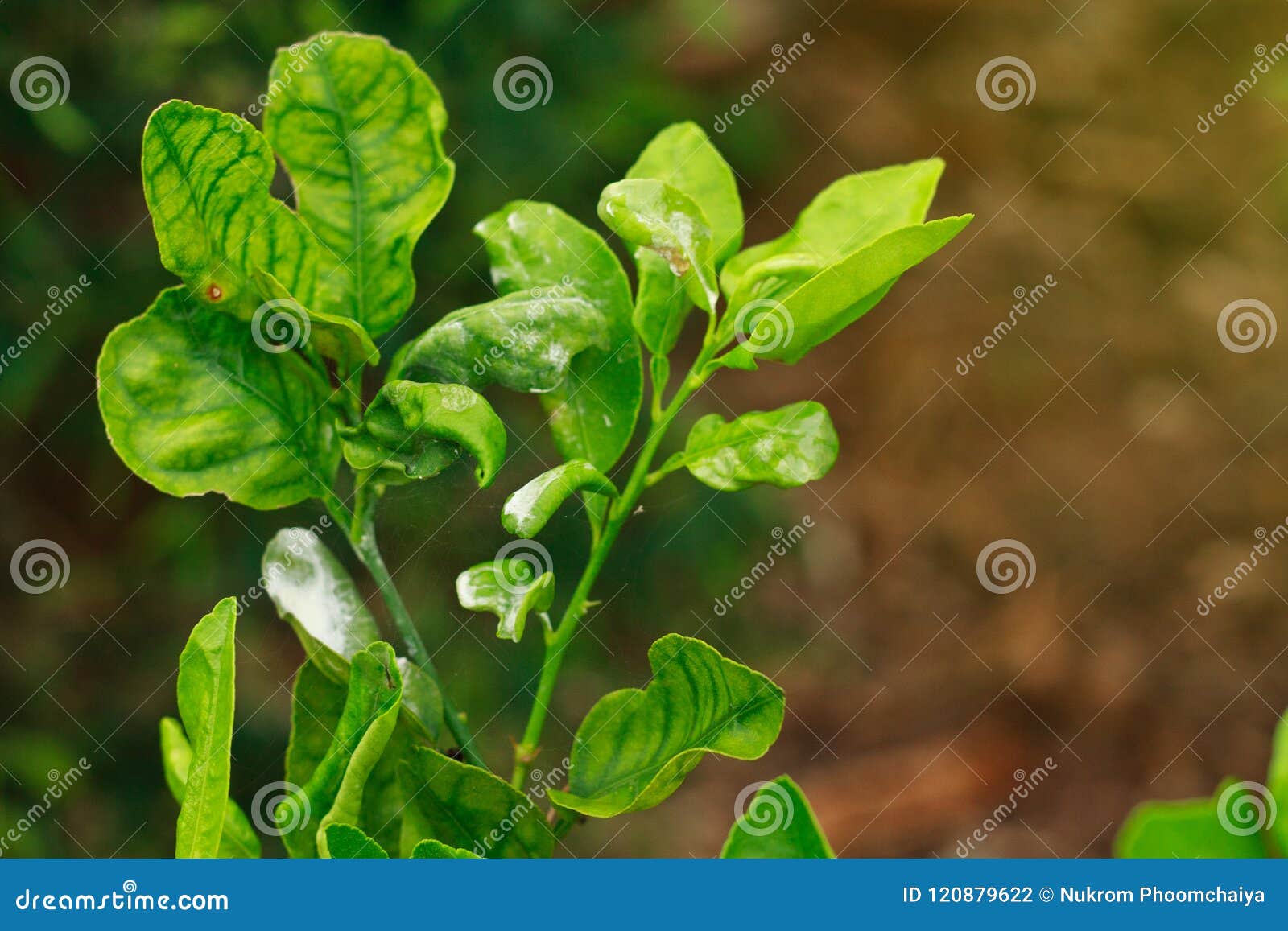 Damage Marked of Citrus Mealybug Insect Pest on Lime Leaf Stock Photo ...