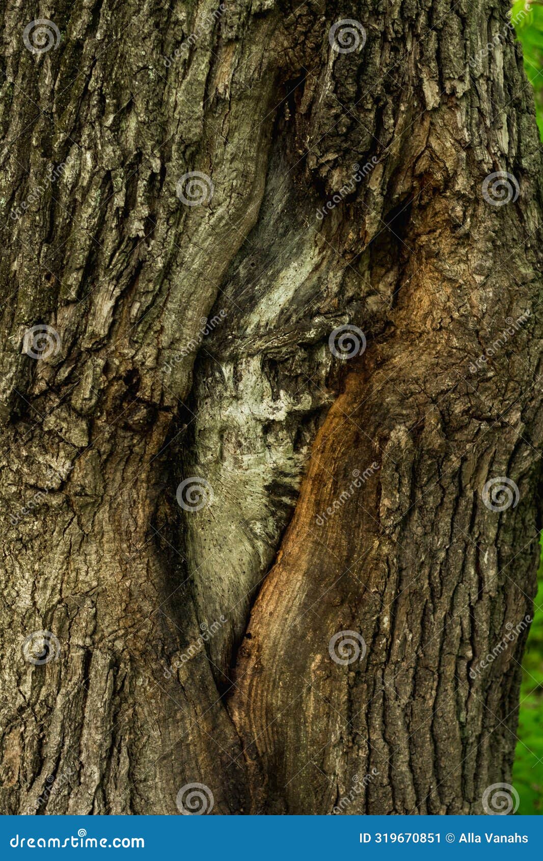 Damage on the oak trunk stock image. Image of background - 319670851