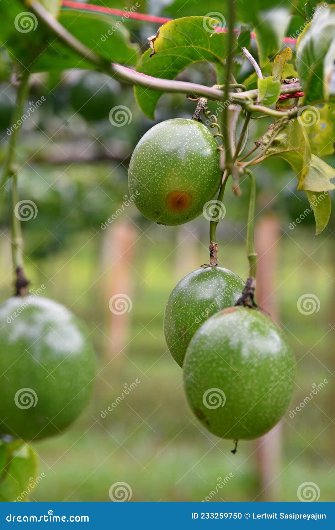 Damage on Passion Fruit Fruit from Insect Stock Photo - Image of damage ...