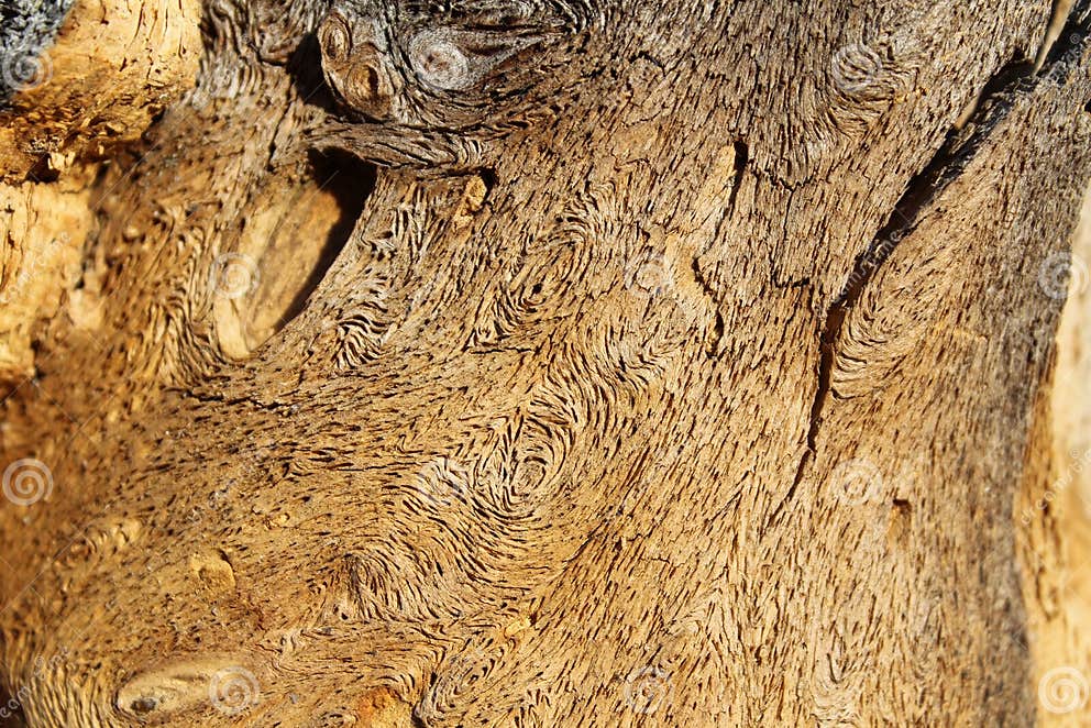 Damage on Pine Tree after Beetles, Macro Photo Stock Image - Image of ...