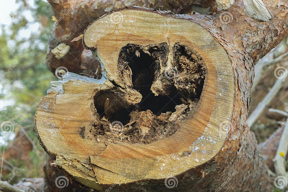 Damage on Pine Tree after Carpenter Ants Stock Photo - Image of ...