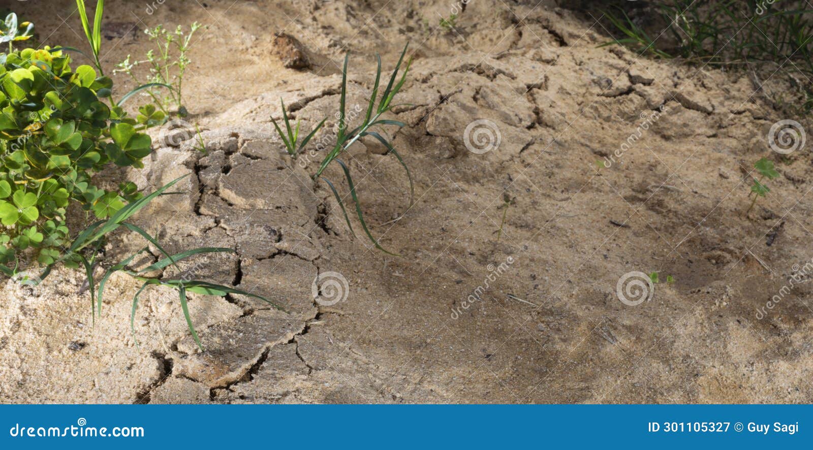 Damage in the Sand from a Pest Stock Image - Image of tracks, land ...