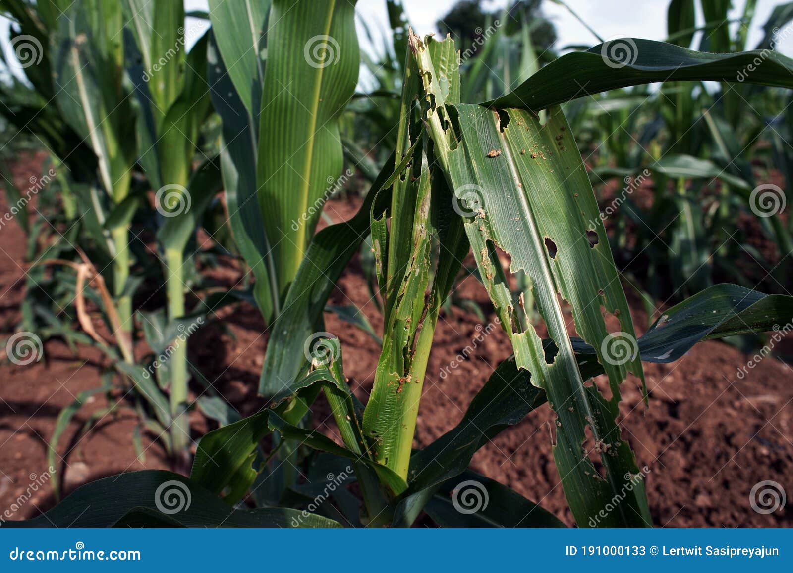Damage Symptom on Corn from Fall Armyworm Stock Image - Image of growth ...