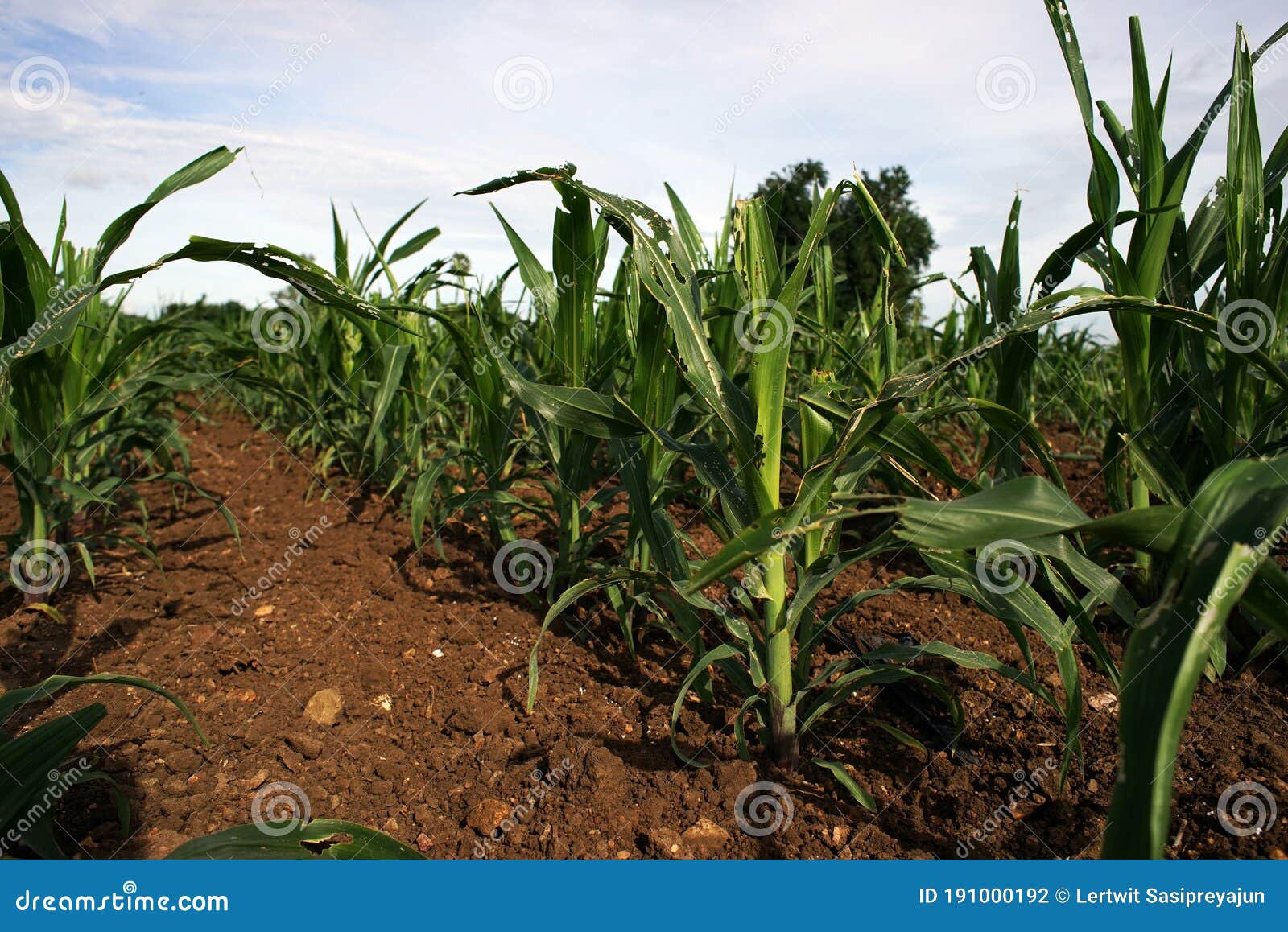 Damage Symptom on Corn from Fall Armyworm Stock Photo - Image of detail ... Damage Symptom on Corn from Fall Armyworm Stock Photo - Image of detail ...