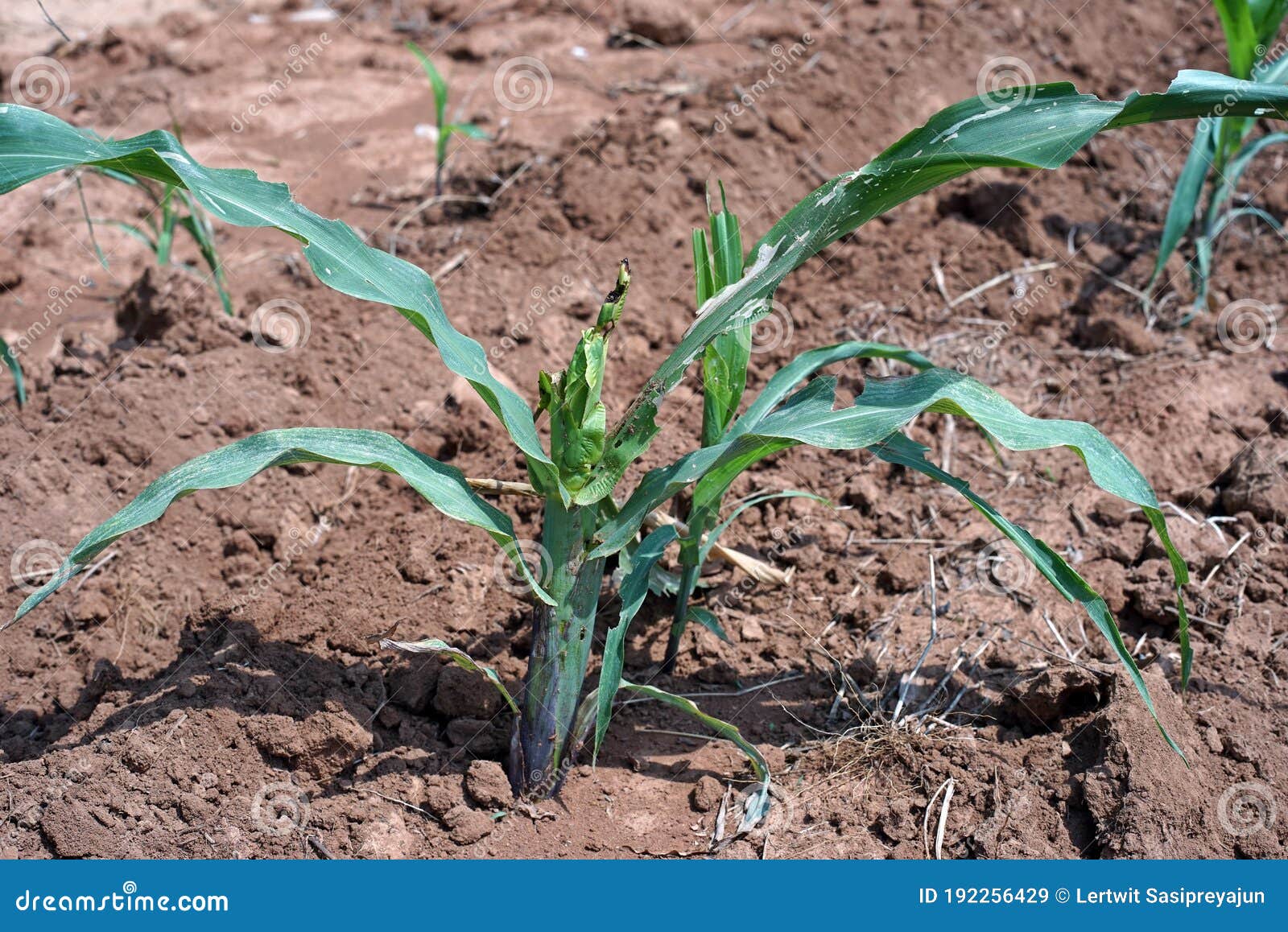 Damage Symptom on Corn from Fall Armyworm Stock Image - Image of ... Damage Symptom on Corn from Fall Armyworm Stock Image - Image of ...