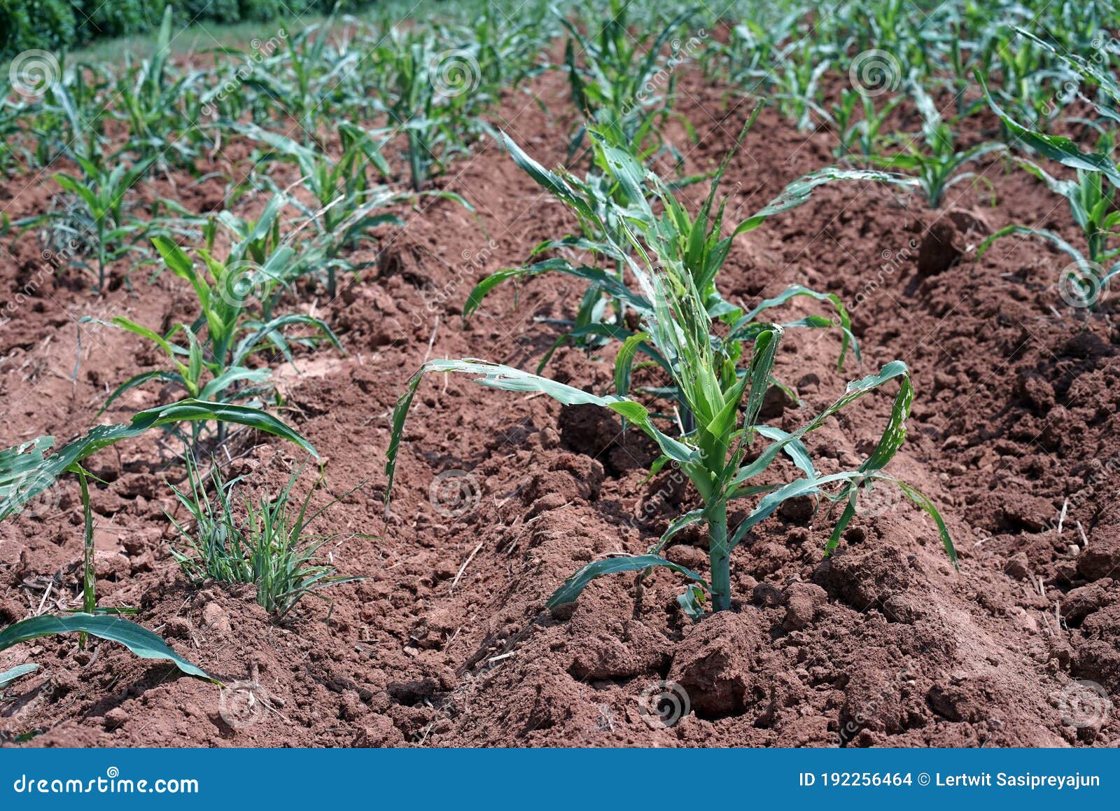 Damage Symptom on Corn from Fall Armyworm Stock Photo - Image of close ...