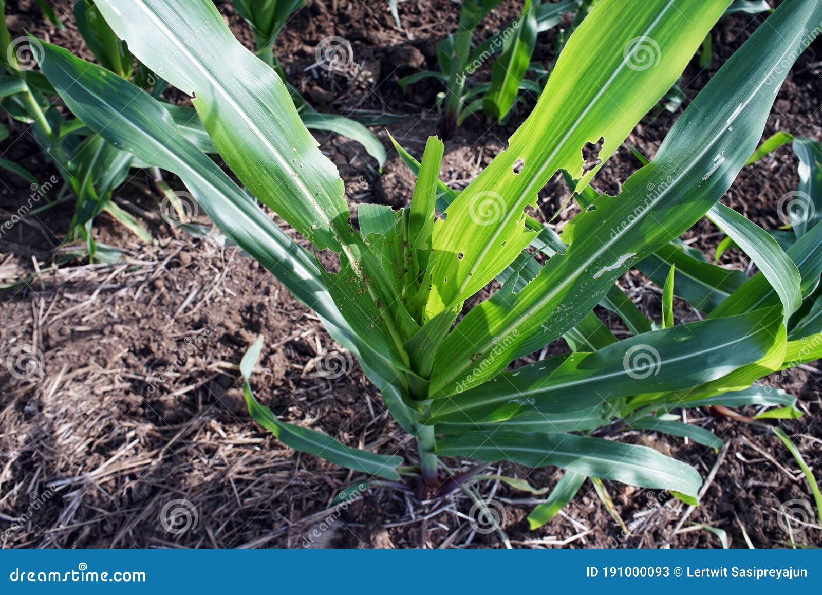 Damage Symptom On Corn From Fall Armyworm Stock Photography ...