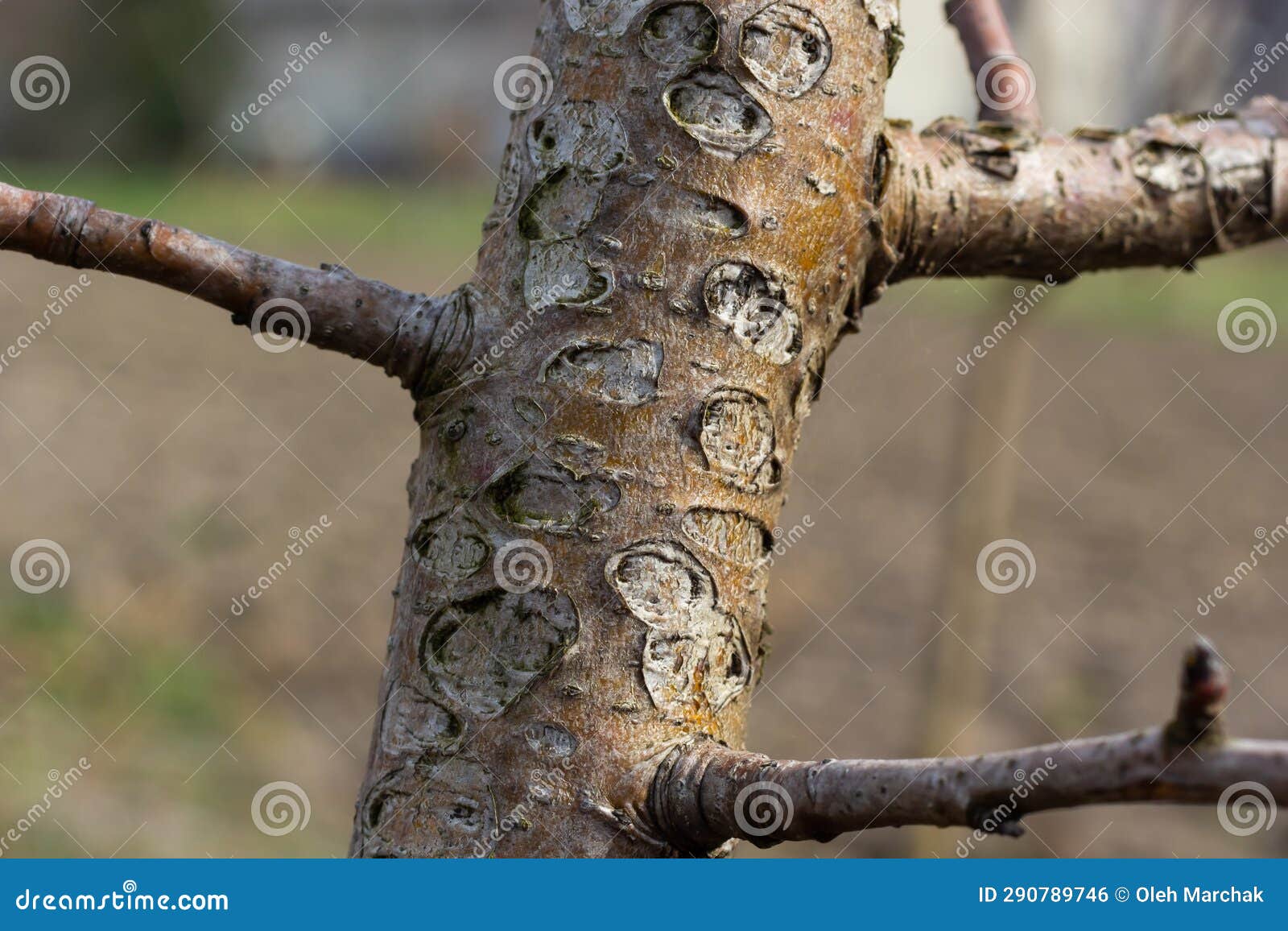 Damage To a Branch of a Fruit Tree. Spring Work in the Garden Stock ...