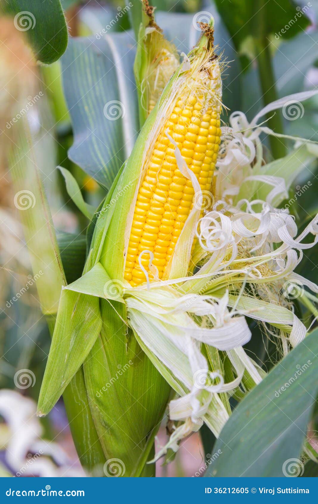 Corn Worm - Caterpillar Corn Borer Important Pest Of Corn Crop ...