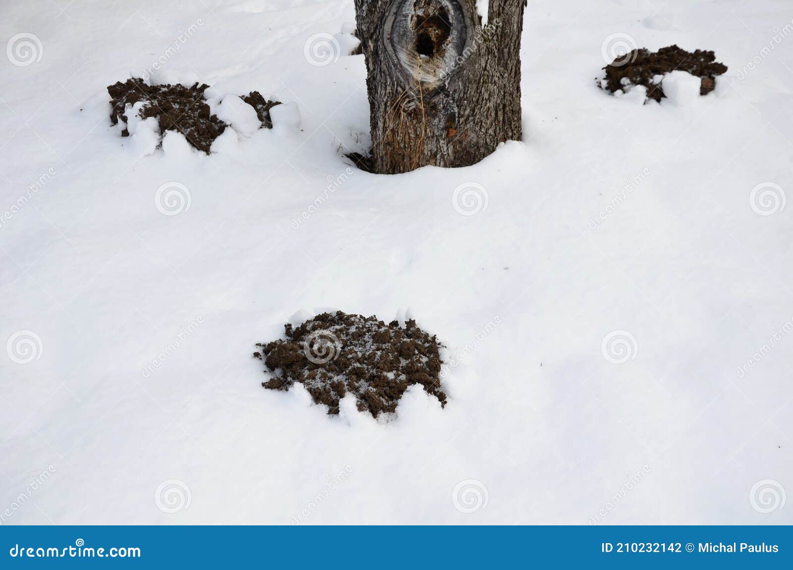 Damage To Lawns of Fields and Orchards by a Mole. Even Though There is ...