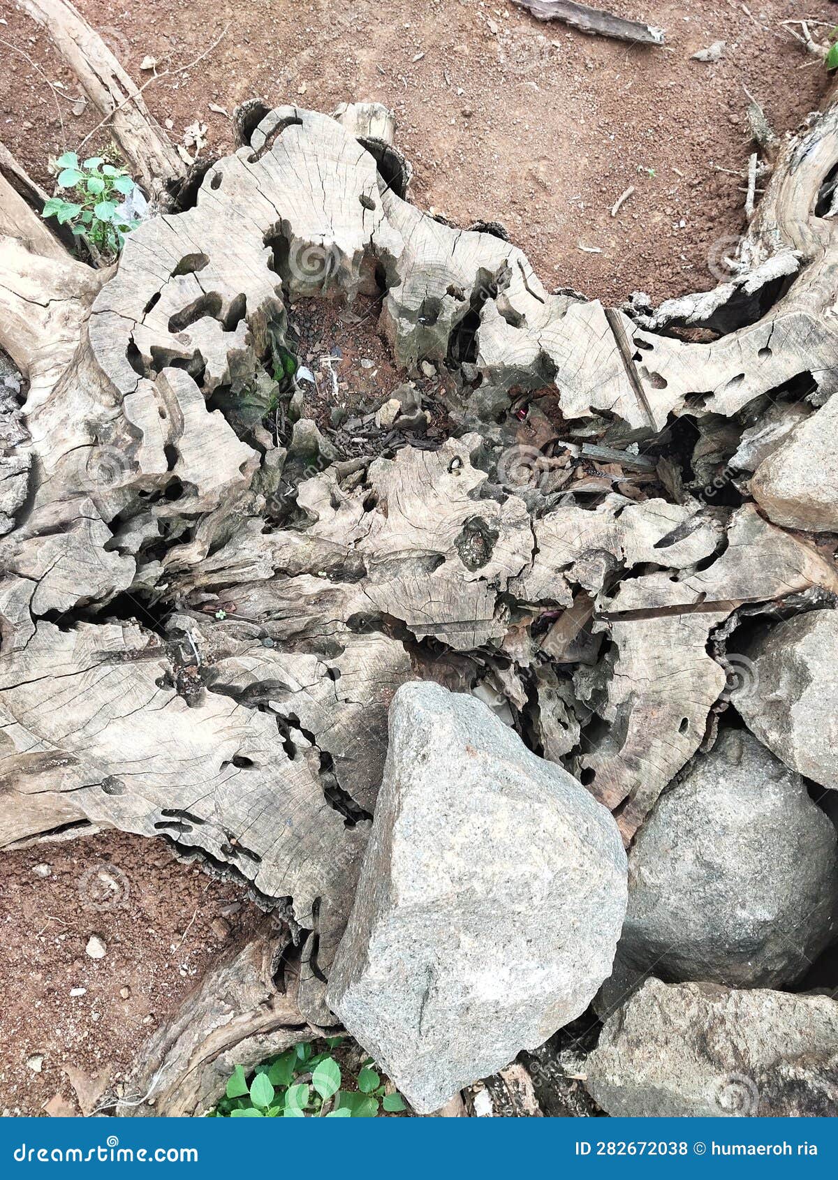 Damage To Tree Roots after Being Eaten by Termites Stock Photo - Image ...