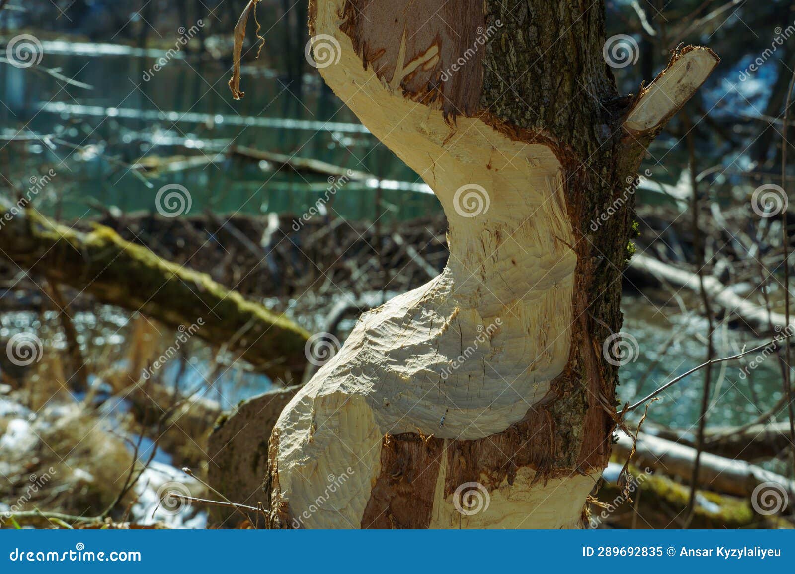 Damage To the Tree Trunk from Beaver Teeth. a Tree, almost Cut Down by ...