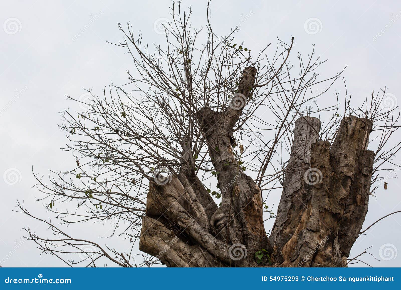 Damage Tree stock image. Image of summer, fall, forest - 54975293