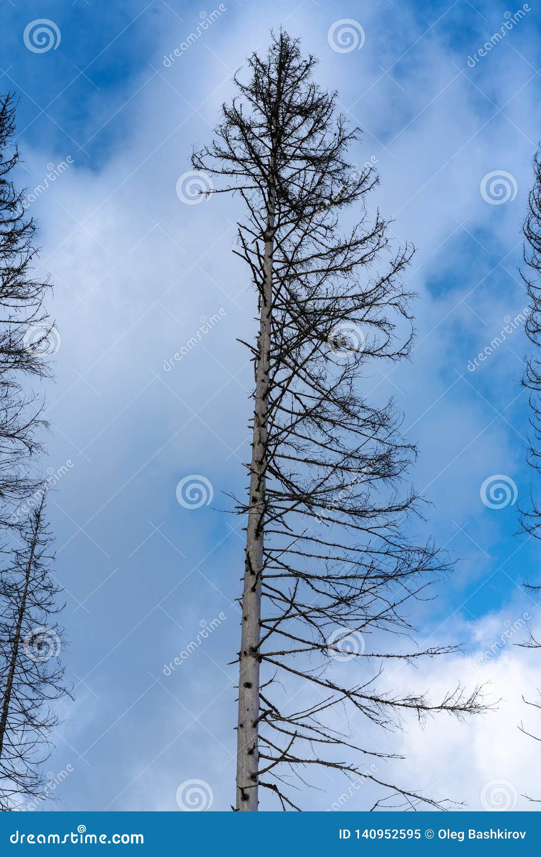 Damage on Tree after the European Spruce Bark Beetle Ips Typographus ...