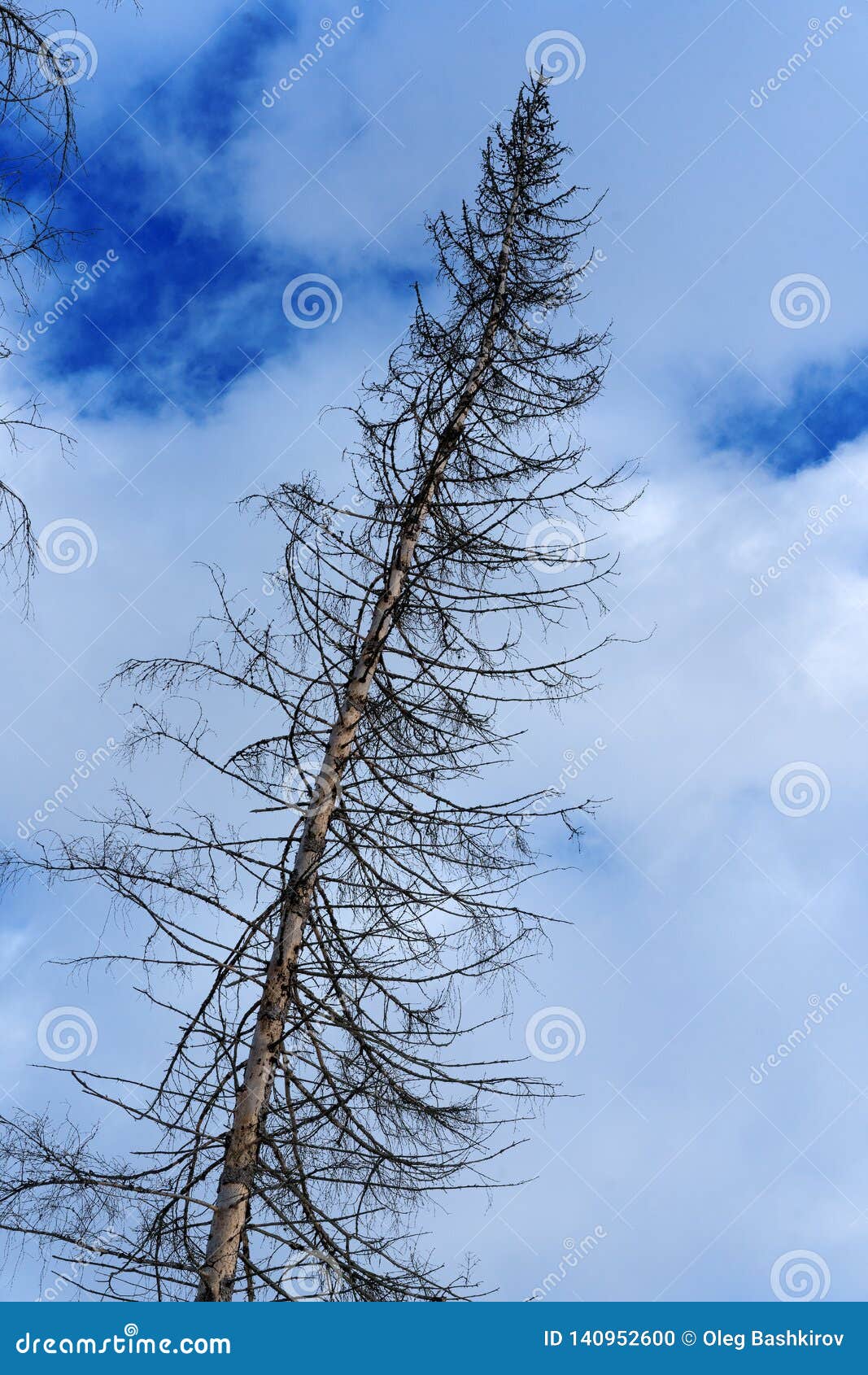 Damage on Tree after the European Spruce Bark Beetle Ips Typographus ...