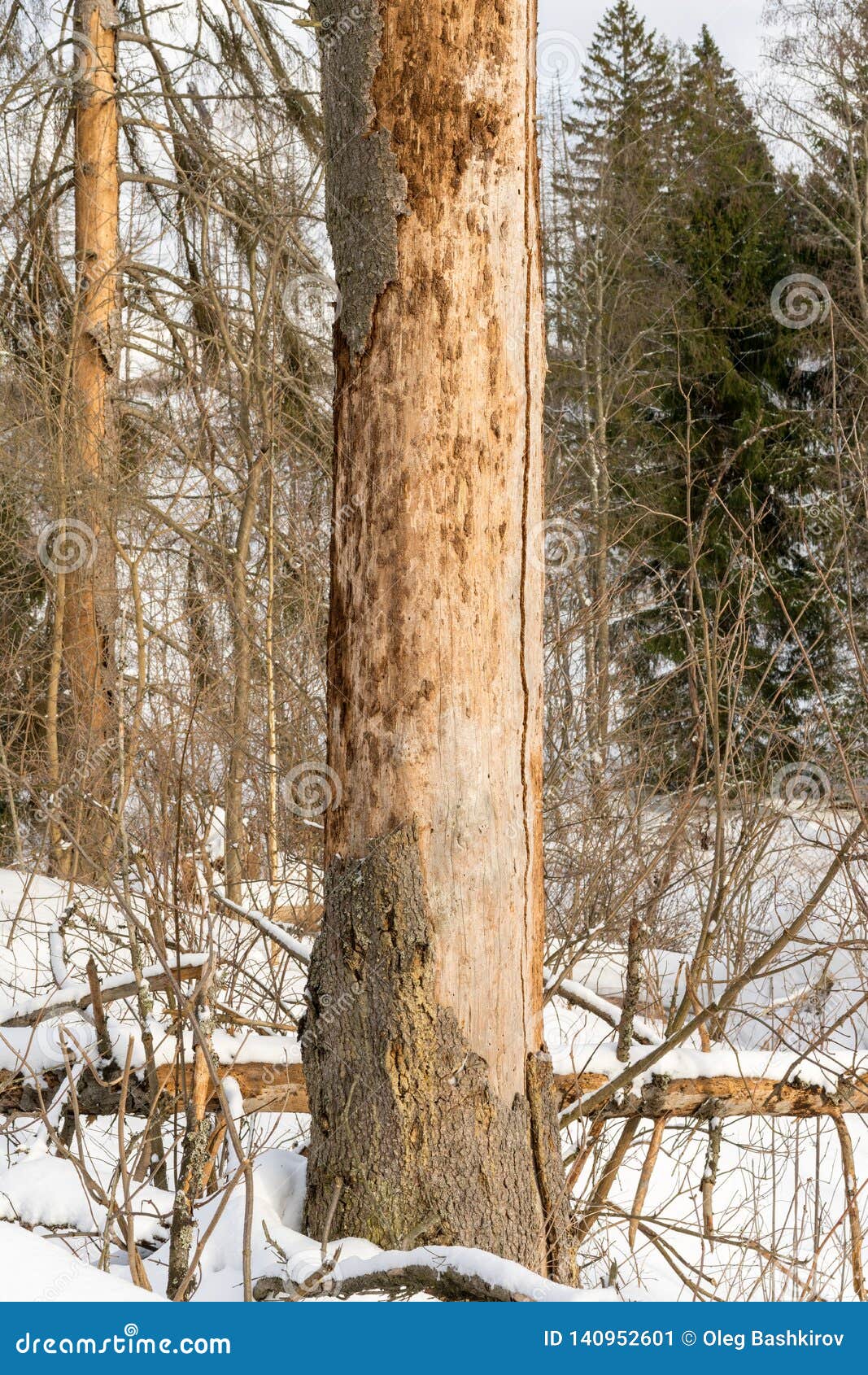 Damage on Tree after the European Spruce Bark Beetle Ips Typographus ...