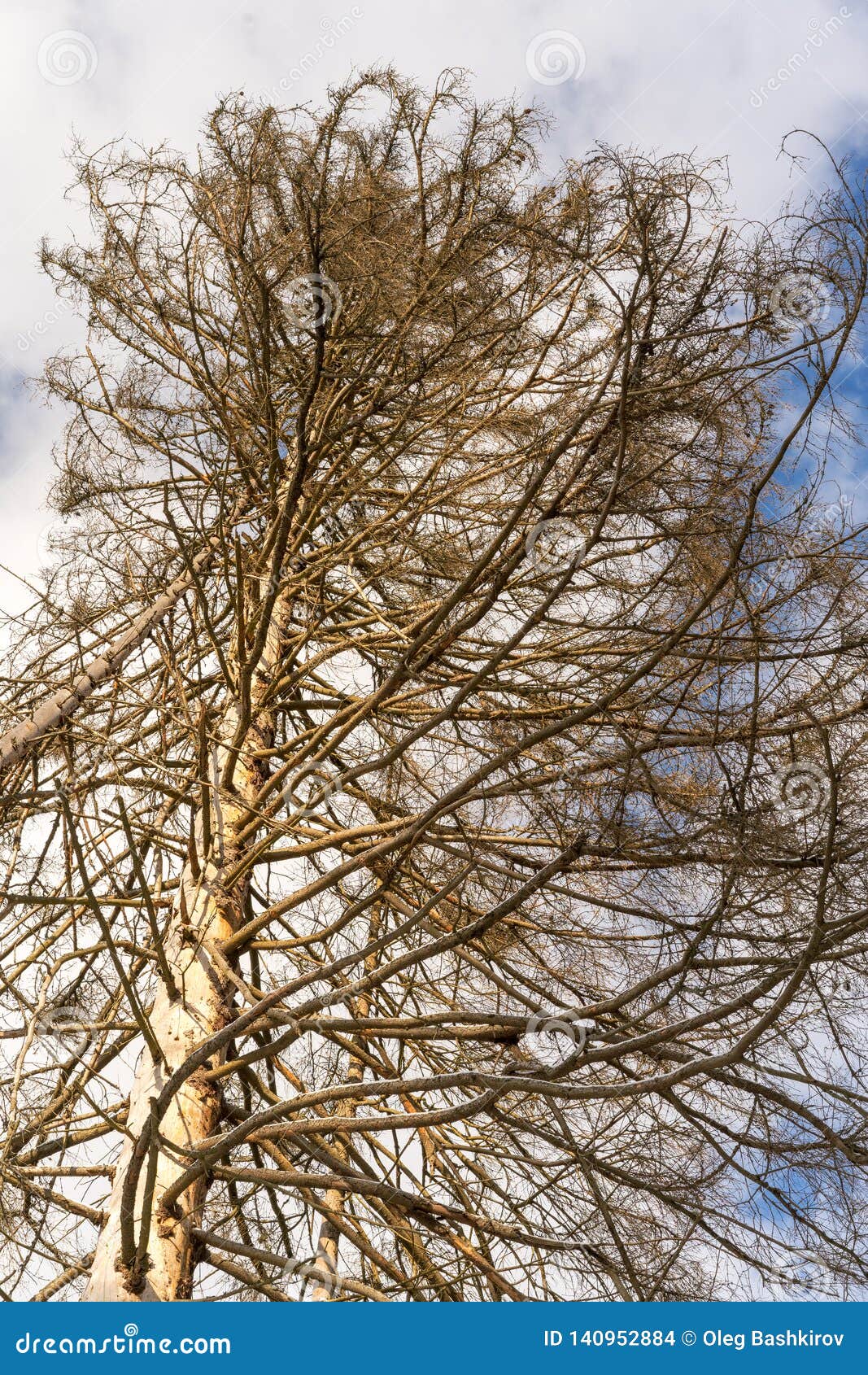 Damage on Tree after the European Spruce Bark Beetle Ips Typographus ...