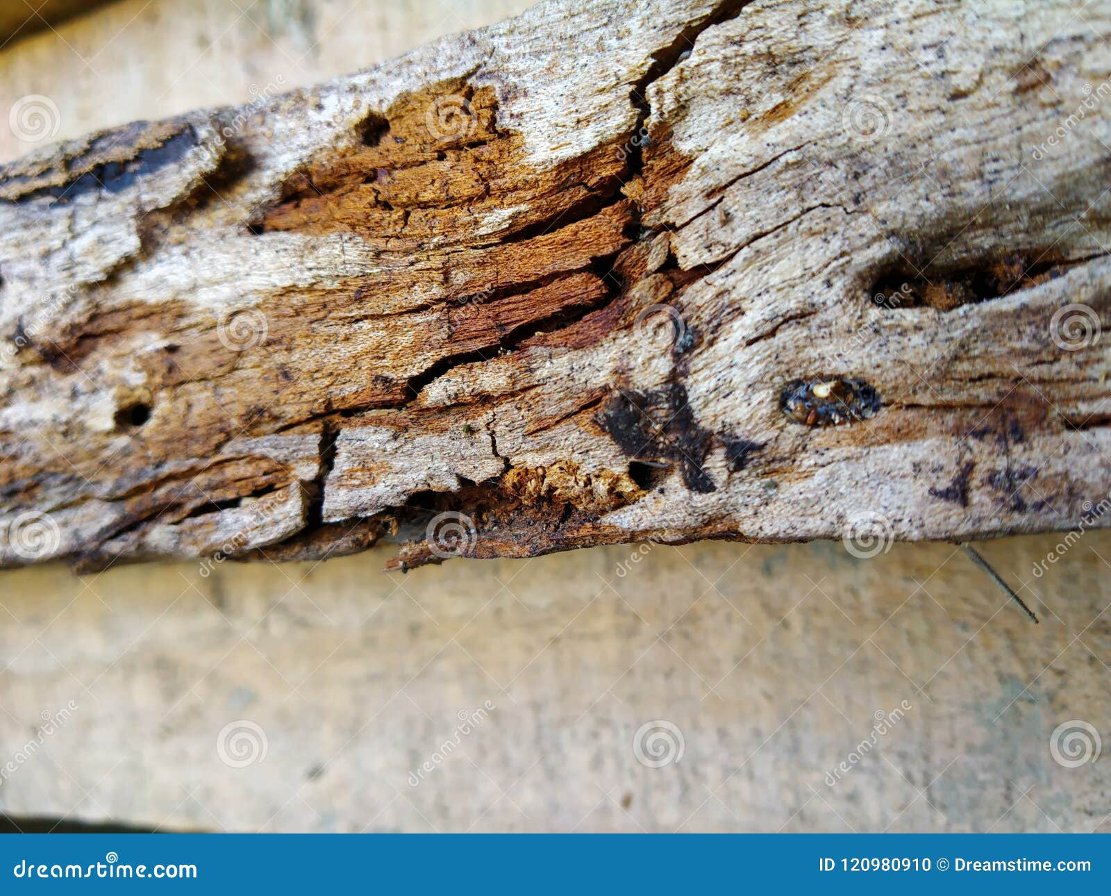 Damage wood stock photo. Image of wood, letest, damage - 120980910