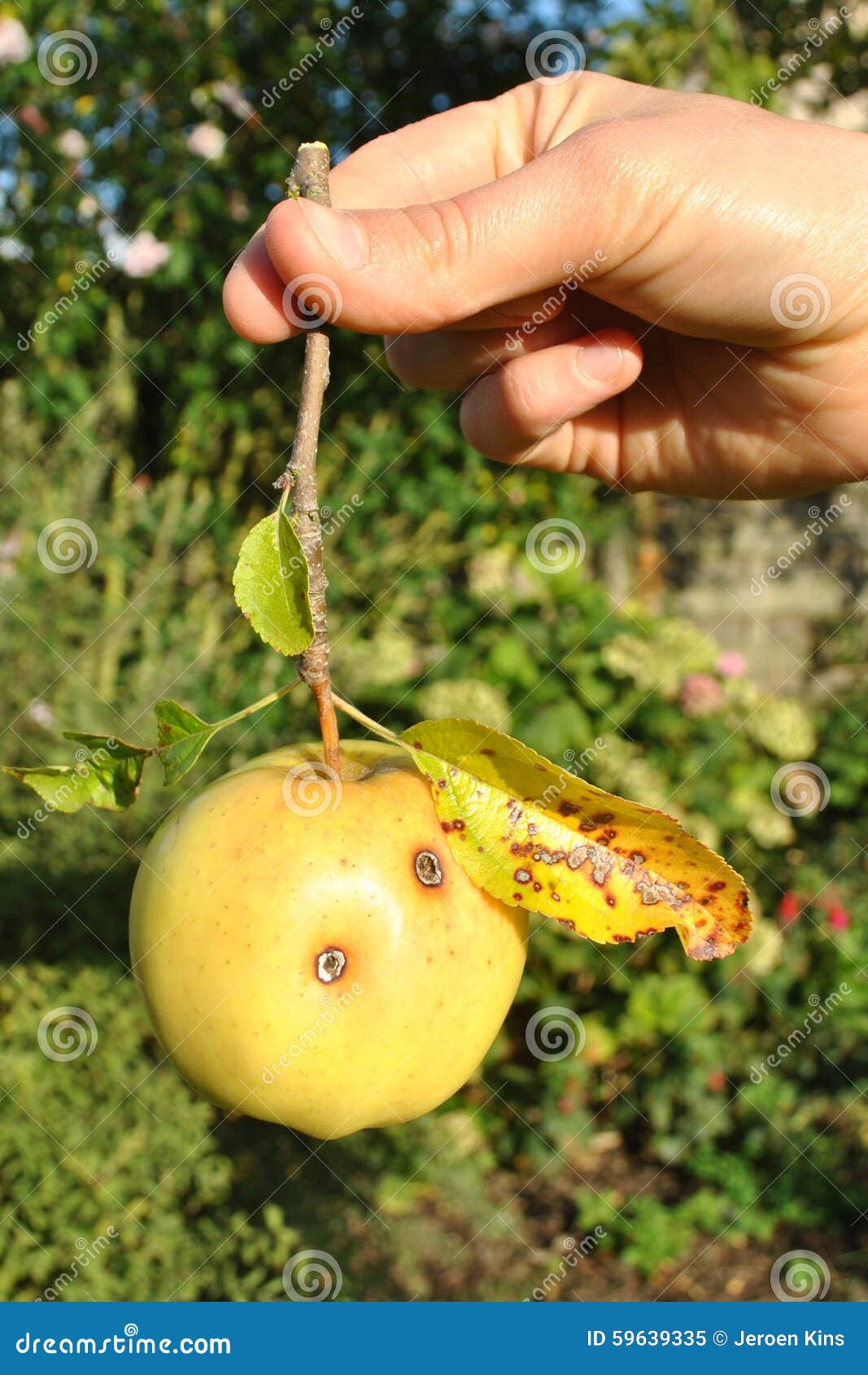 Damaged apple harvest stock image. Image of fruit, sick - 59639335