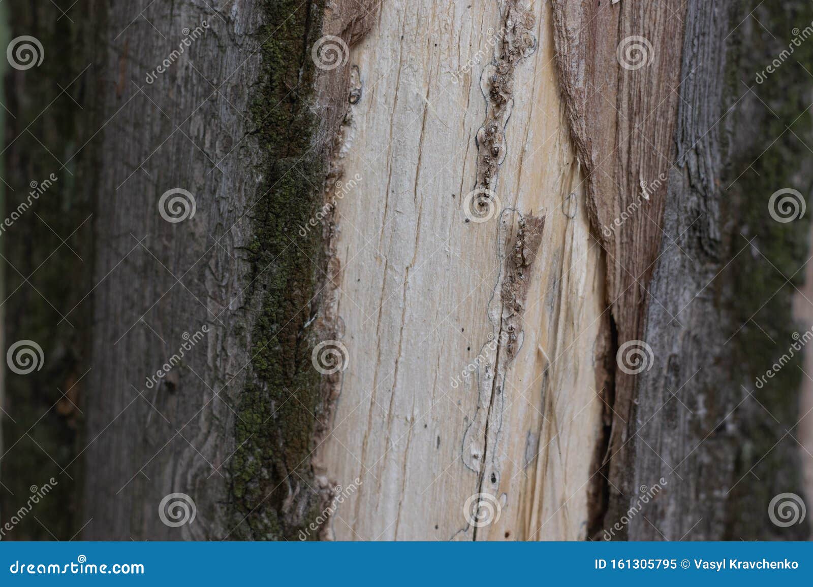 Damaged Bark Off Tree Trunk Close Up Texture Stock Image - Image of ...