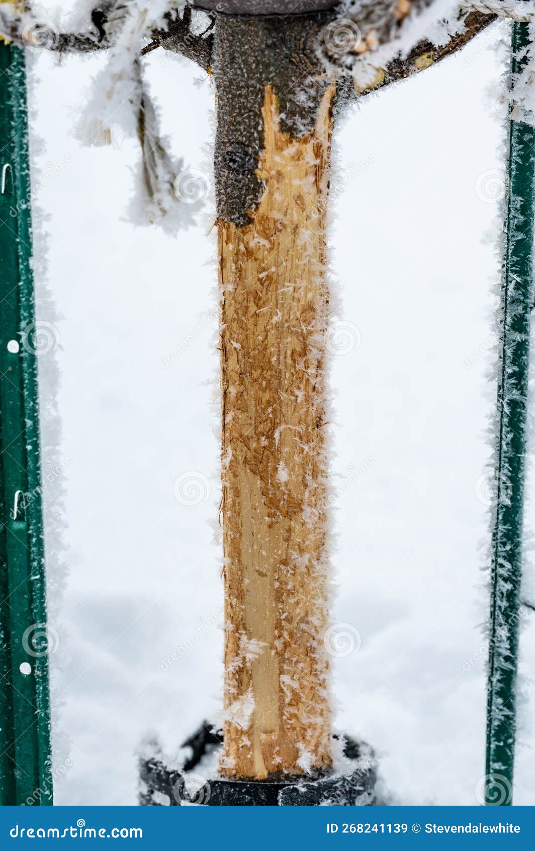 Damaged Bark of a Small Fruit Tree Stripped by Rabbits and Small ...