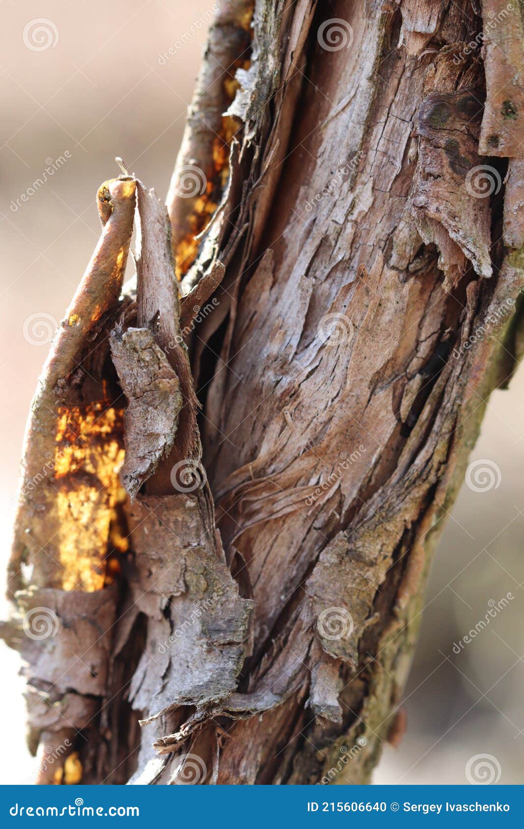 Damaged tree trunk. stock photo. Image of trunk, rough - 215606640