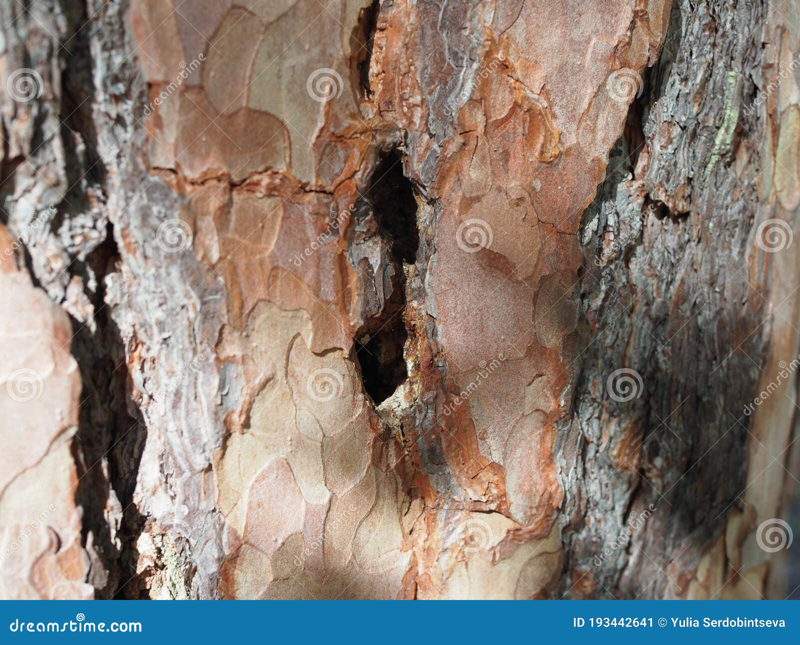 Damaged Bark of a Tree from a Woodpecker. Pine Stock Image - Image of ...