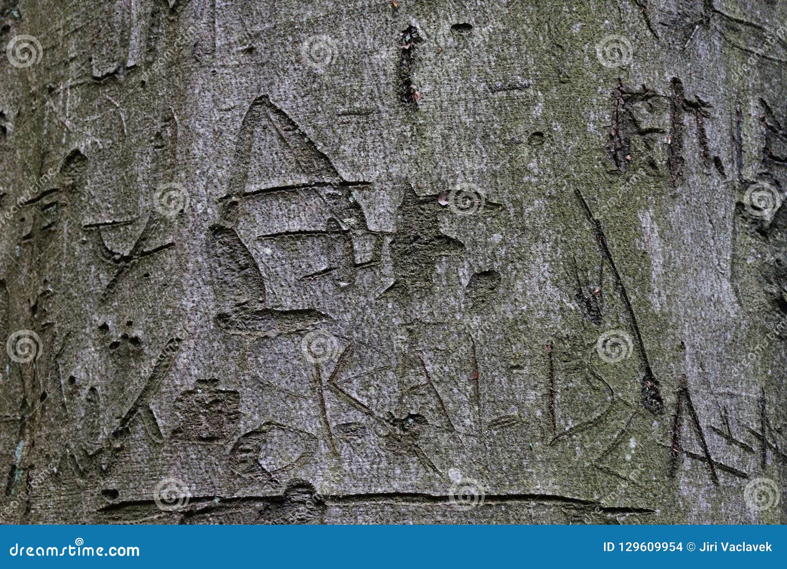 Damaged beech tree texture stock photo. Image of graffiti - 129609954