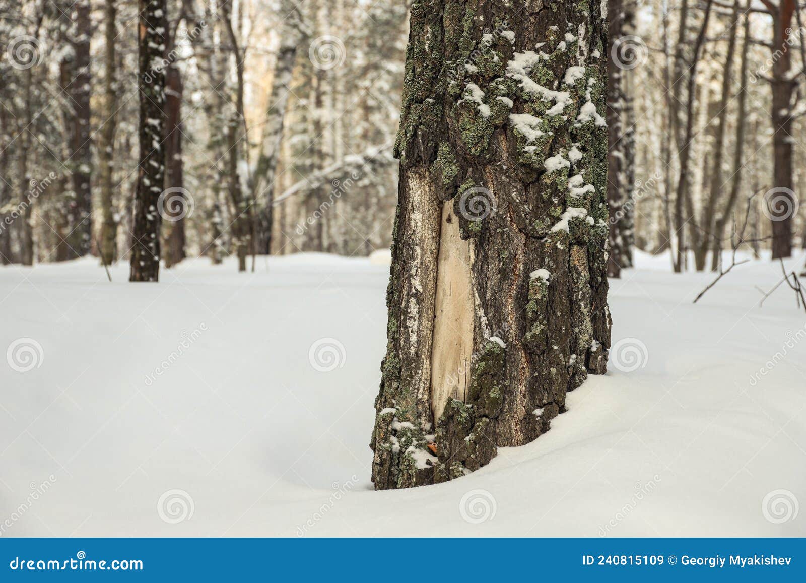 Damaged Birch Tree Bark Close-up Stock Image - Image of outside ...
